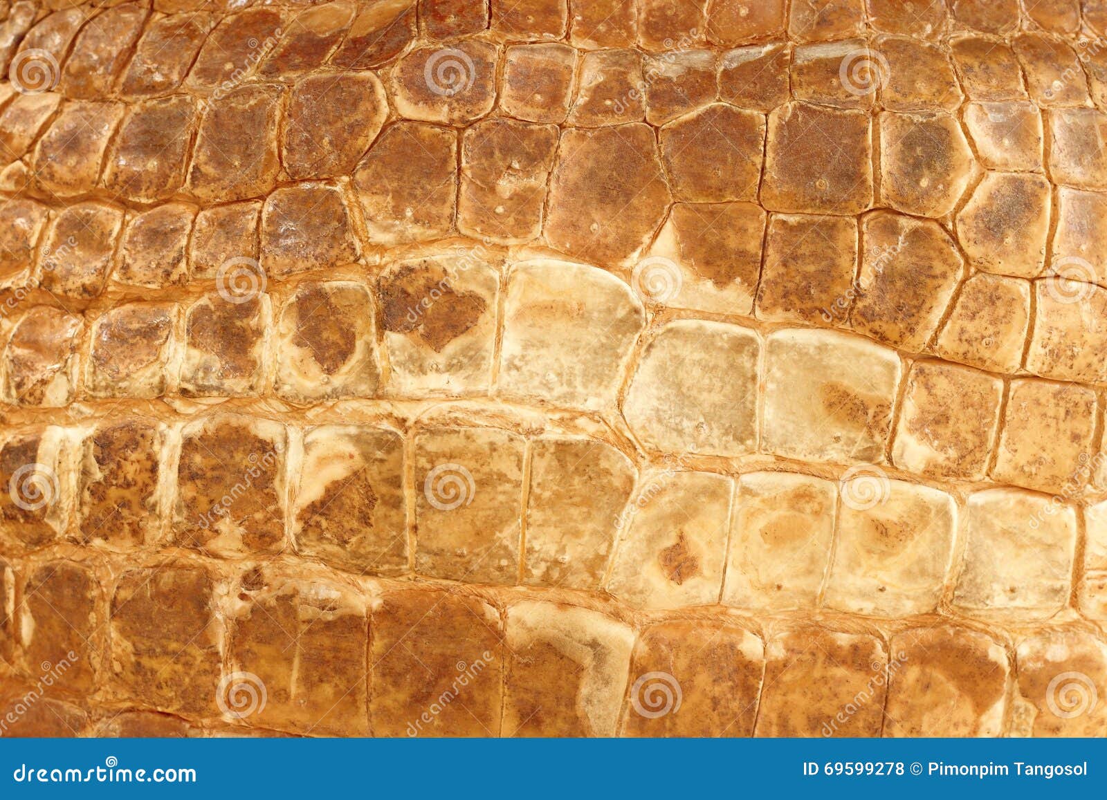 Dry skin stock photo. Image of hunting, crocodile, jaws - 69599278