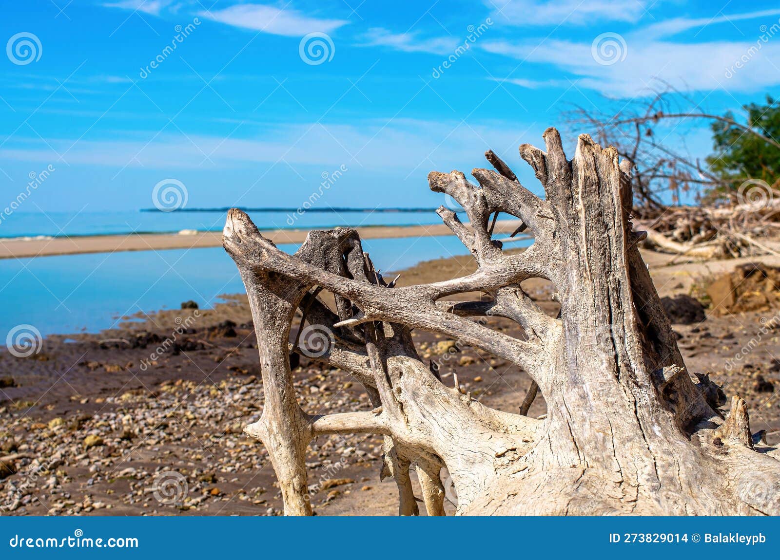 Dry Snag, Roots on the River Stock Photo - Image of wild, hard: 273829014