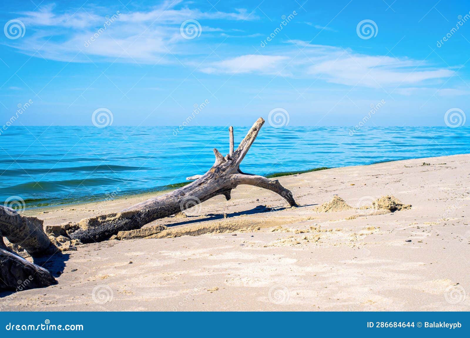 Dry Snag, on the Sandy Bank of the River Stock Photo - Image of coast ...