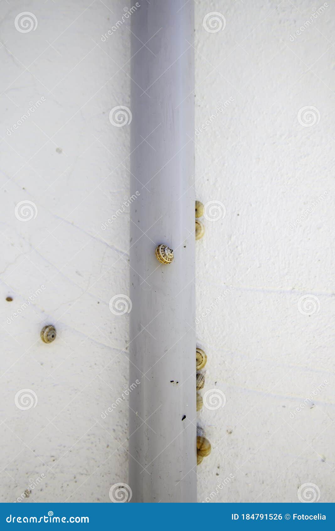 Dry snail wall stock photo. Image of design, wildlife - 184791526
