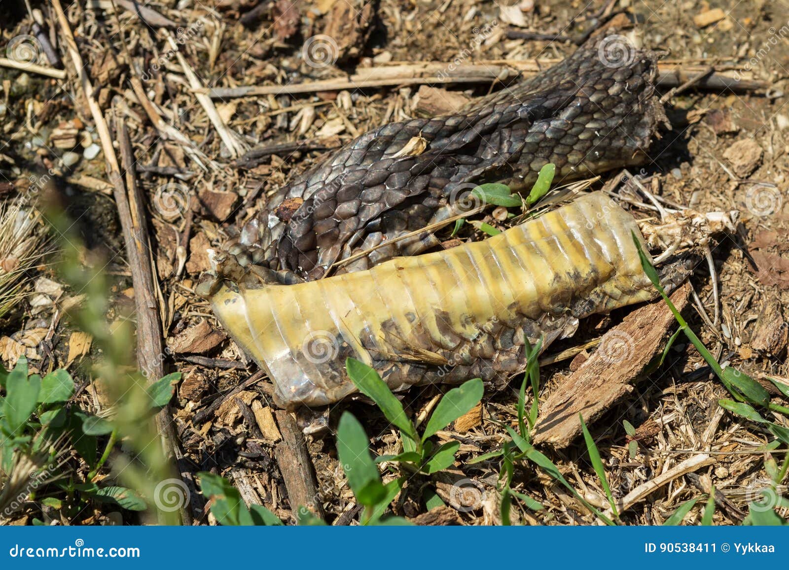 Dry Snake Skin on the Ground in Crimea Stock Image - Image of animal ...