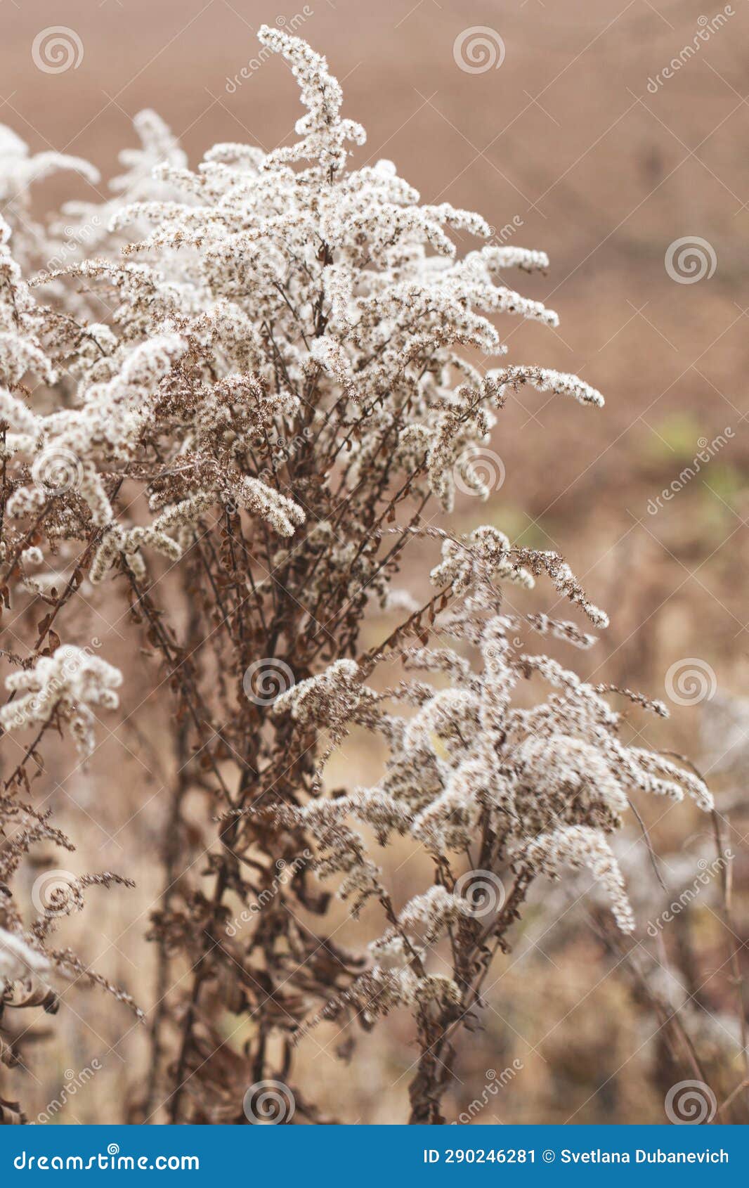 Dry Soft Flowers in the Field on Beige Background. Stock Image - Image ...