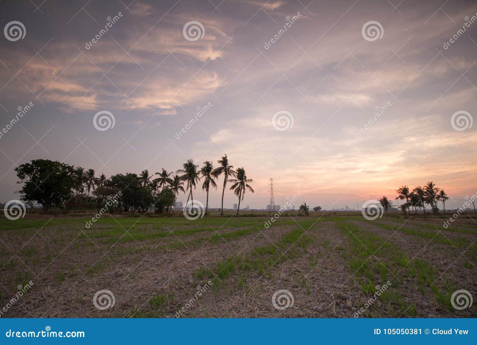 Dry soil of paddy field. stock image. Image of soil - 105050381