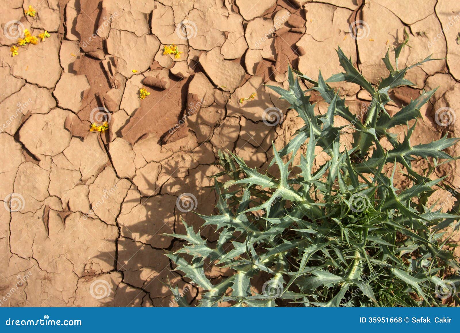 Dry soil and thorns stock photo. Image of horizantal - 35951668