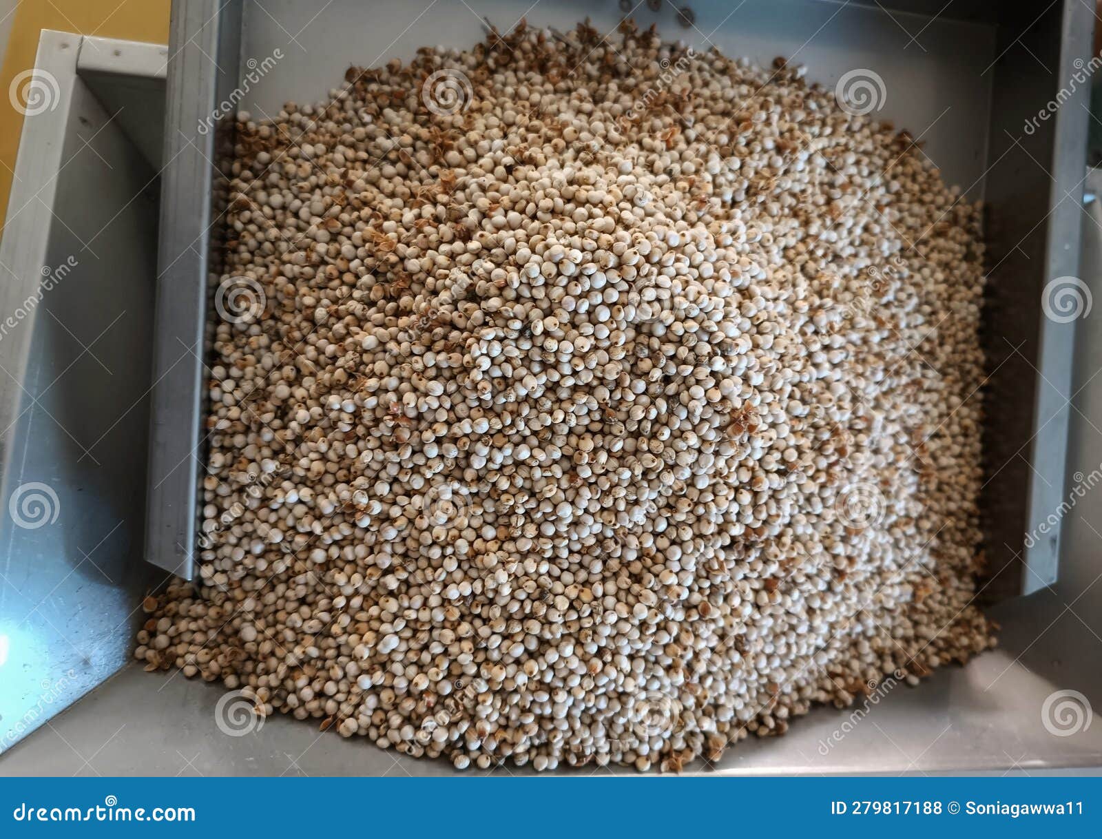 Dry Sorghum Selection in Seed Quality Test Using Divider Stock Photo ...