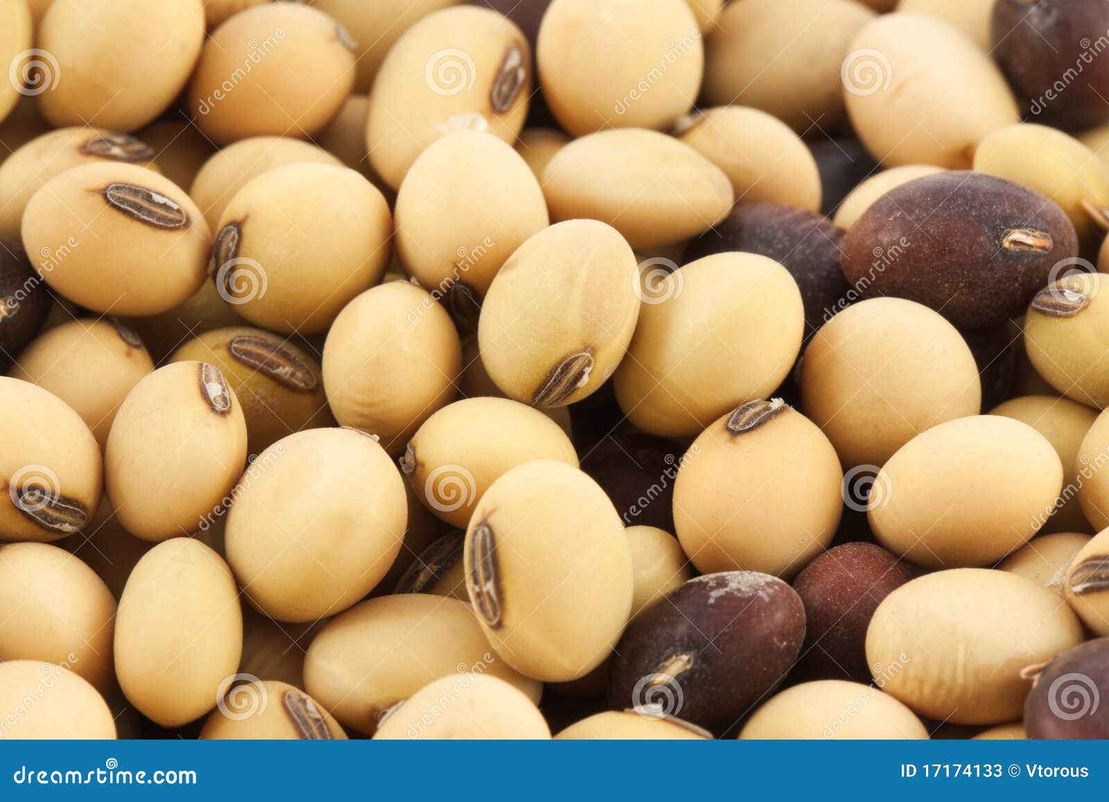 Dry soy stock image. Image of legume, yellow, isoflavone - 17174133