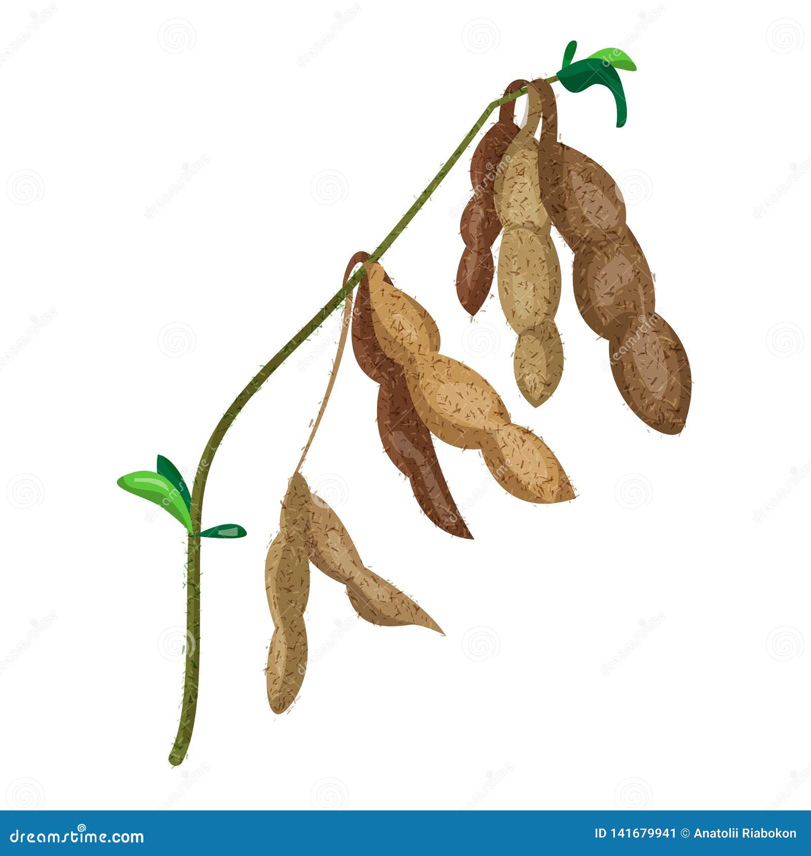 Dry Soybean Icon, Cartoon Style Stock Vector - Illustration of leaf ...
