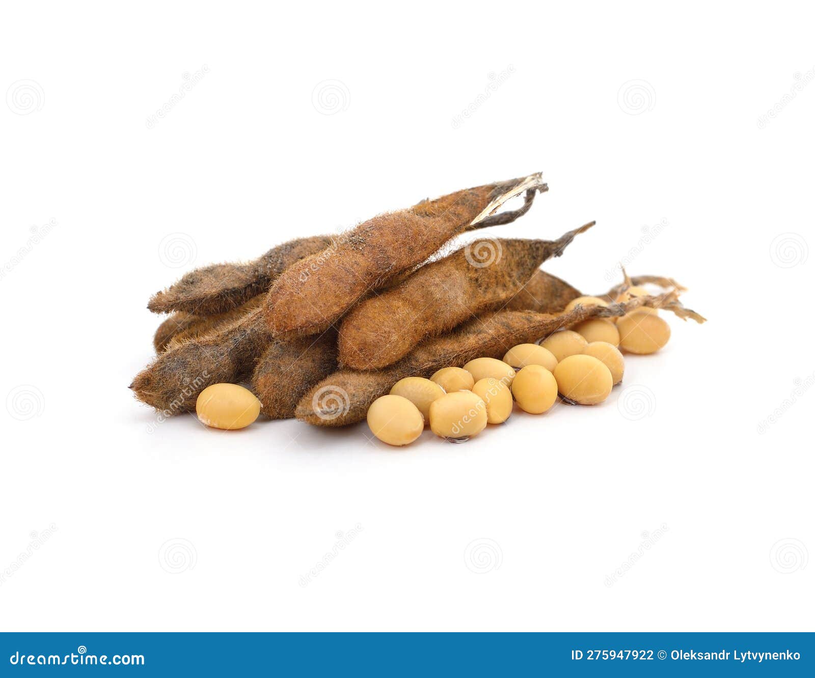 Dry soybean pods stock photo. Image of farming, cuisine - 275947922