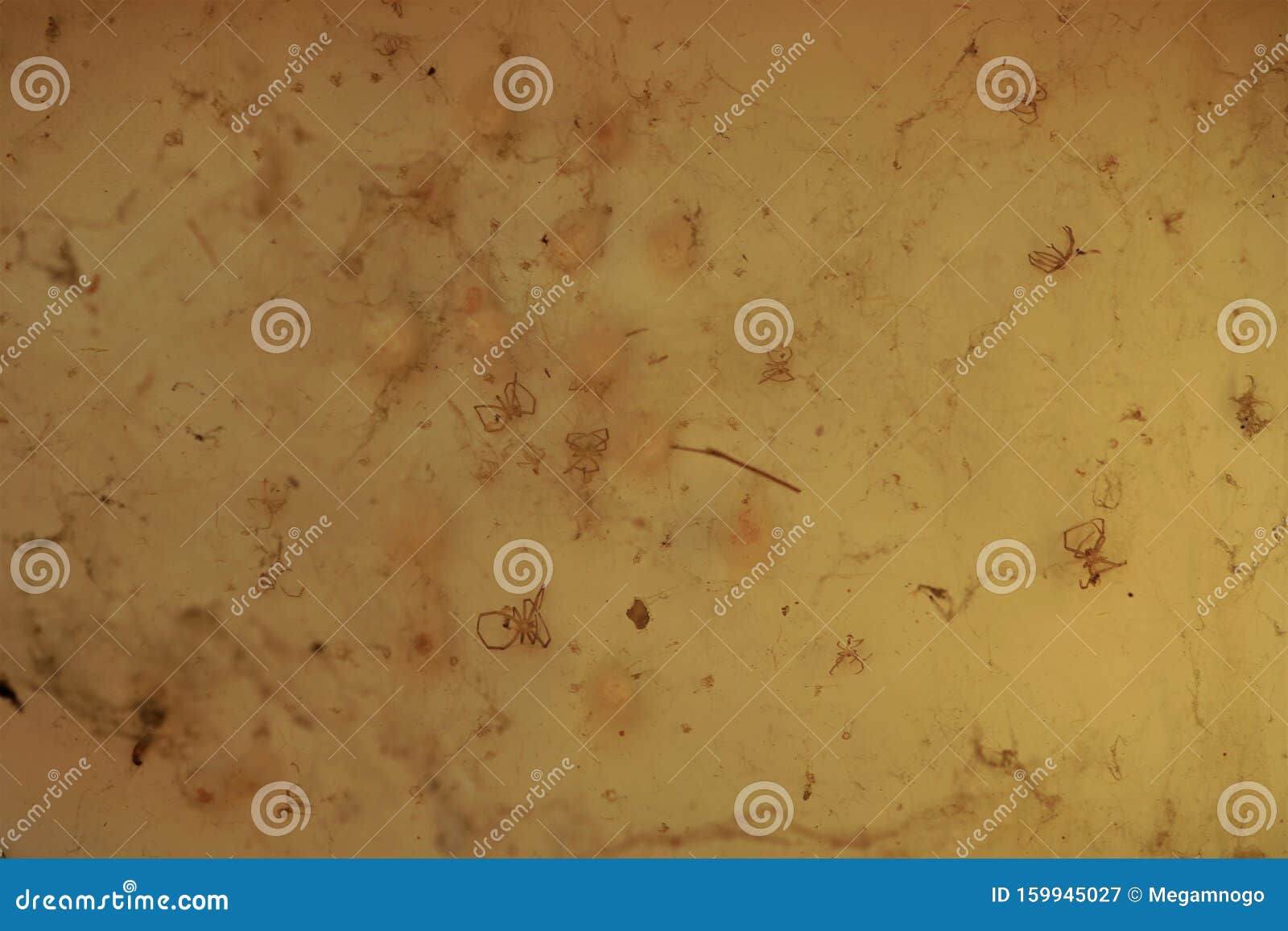 Dry Spiders and Cocoons in Thick Web Stock Image - Image of spider ...
