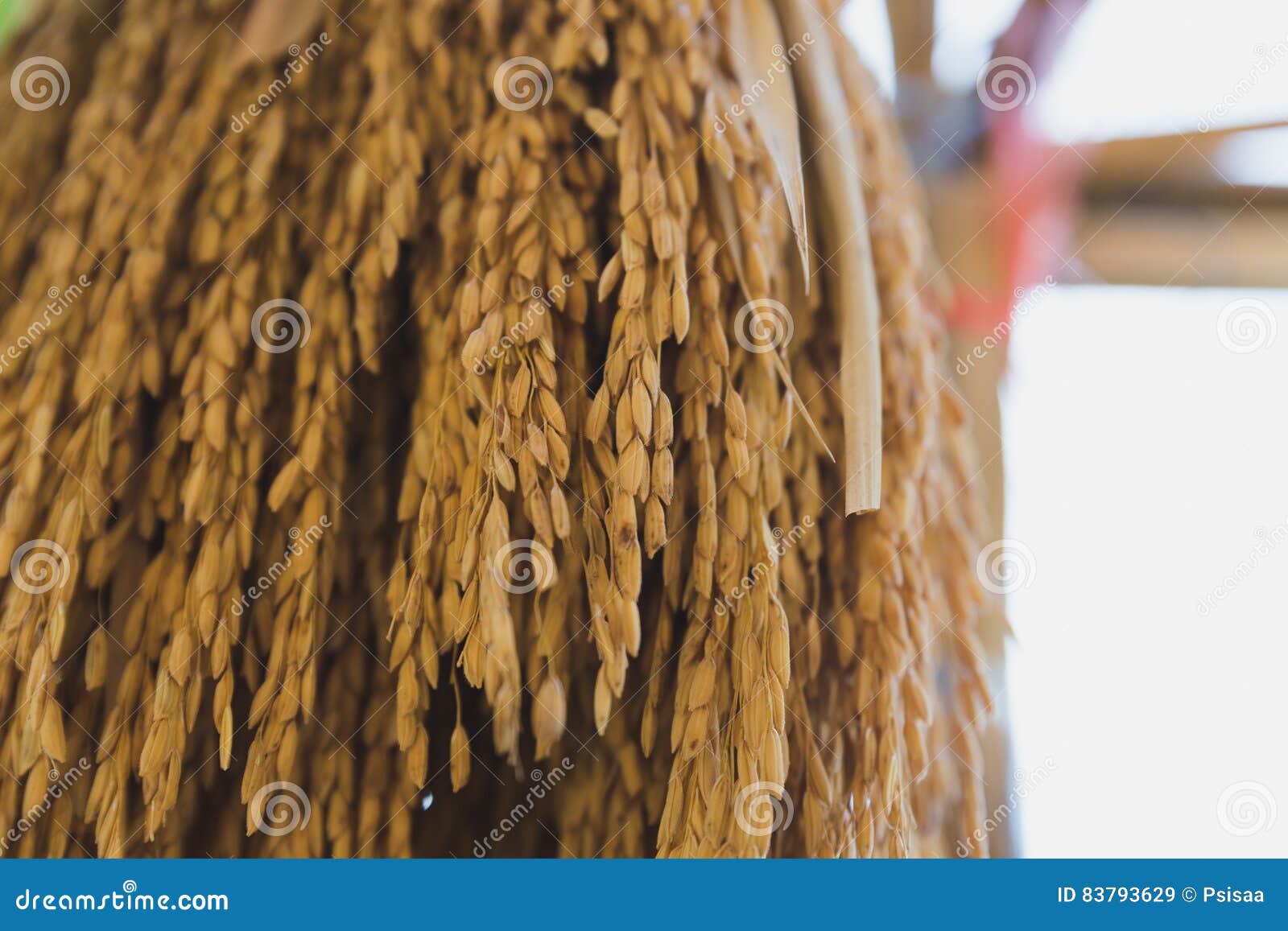 Hanging Rice Spike Stock Photos - Free & Royalty-Free Stock Photos from ...