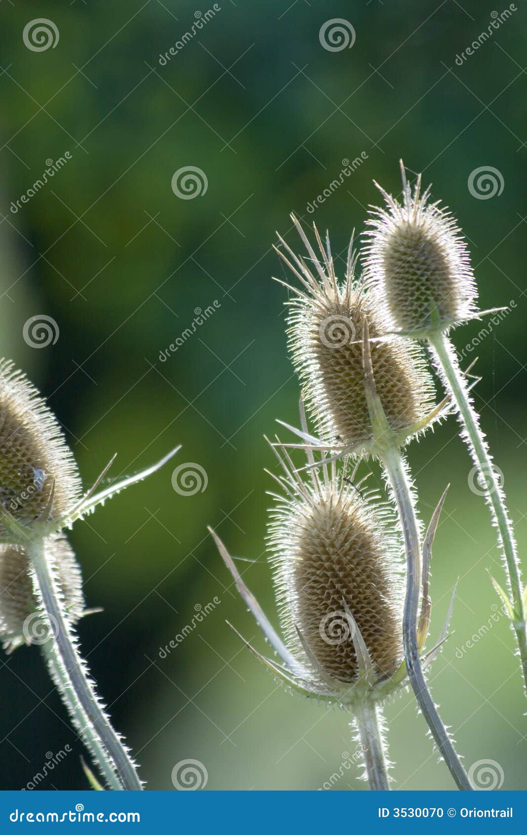 Dry spiky plants stock photo. Image of contemporary, nature - 3530070