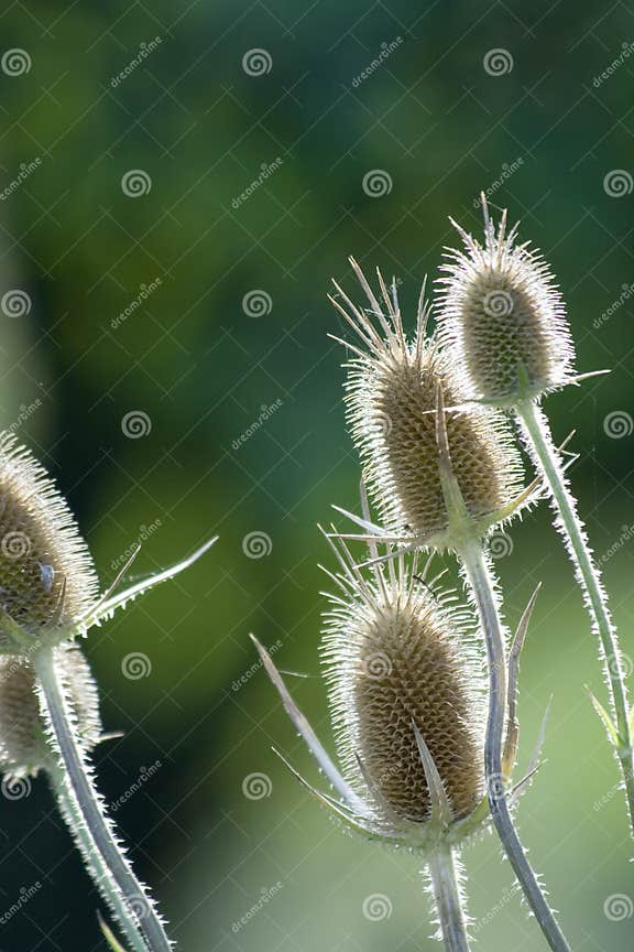 Dry spiky plants stock photo. Image of contemporary, nature - 3530070