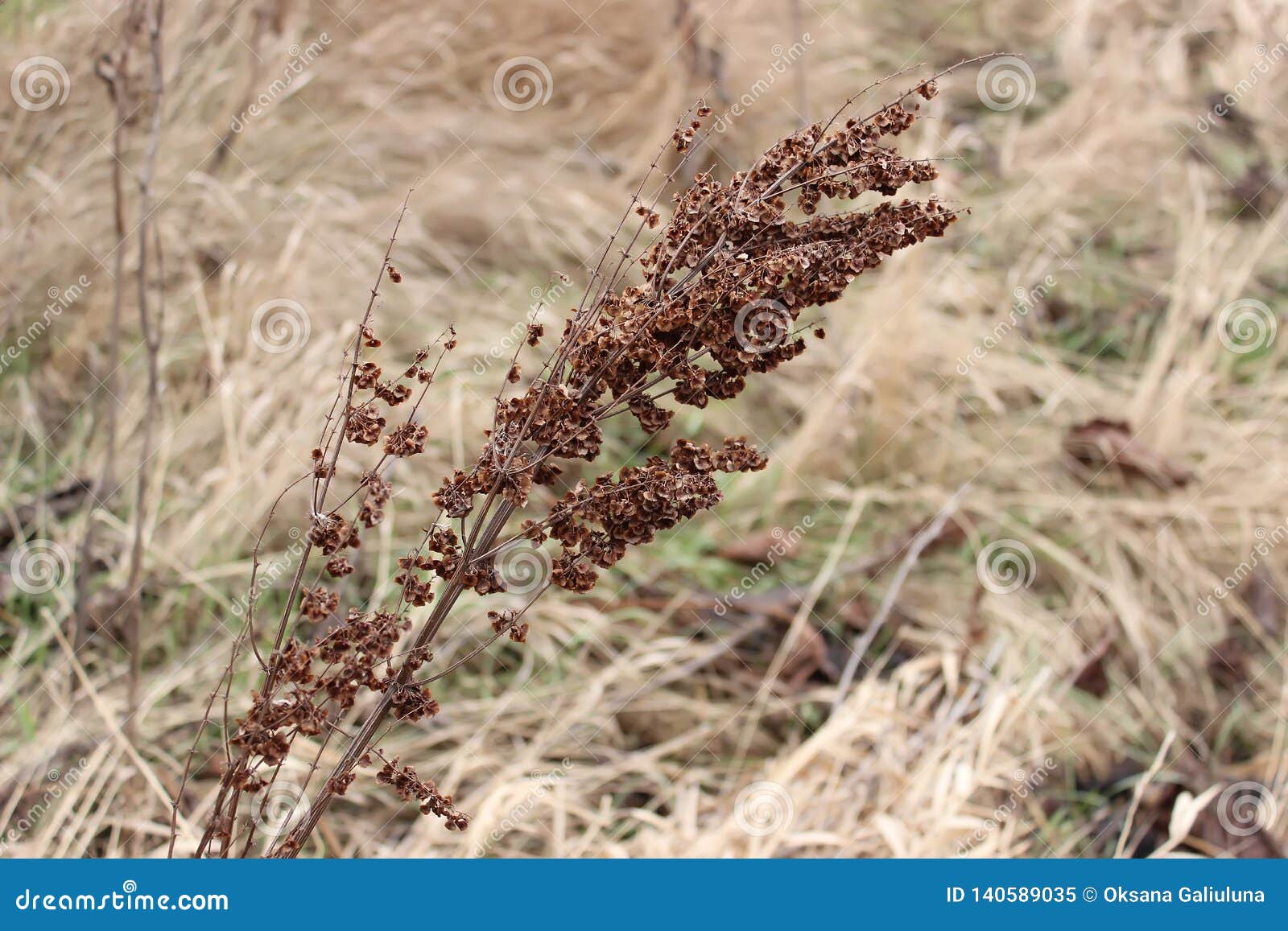 Dry sprig of grass stock image. Image of harvest, environment - 140589035