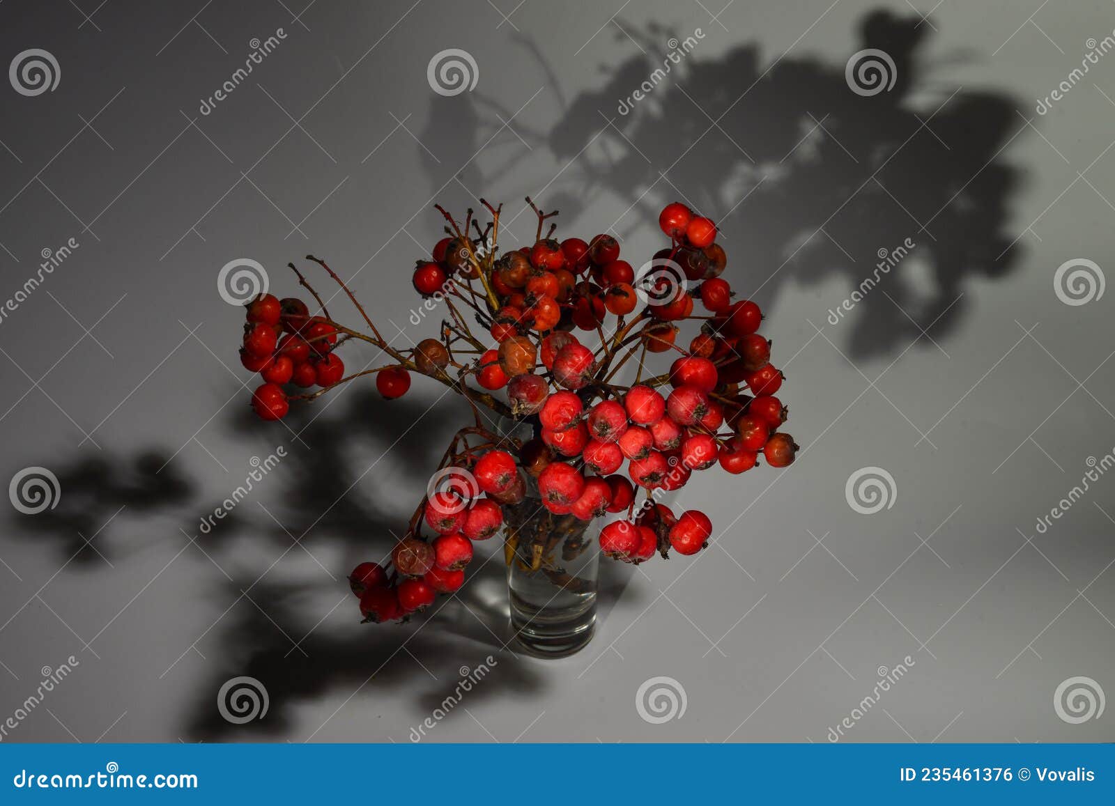 Dry Sprig of Rowan in a Glass on a White Background Stock Photo - Image ...