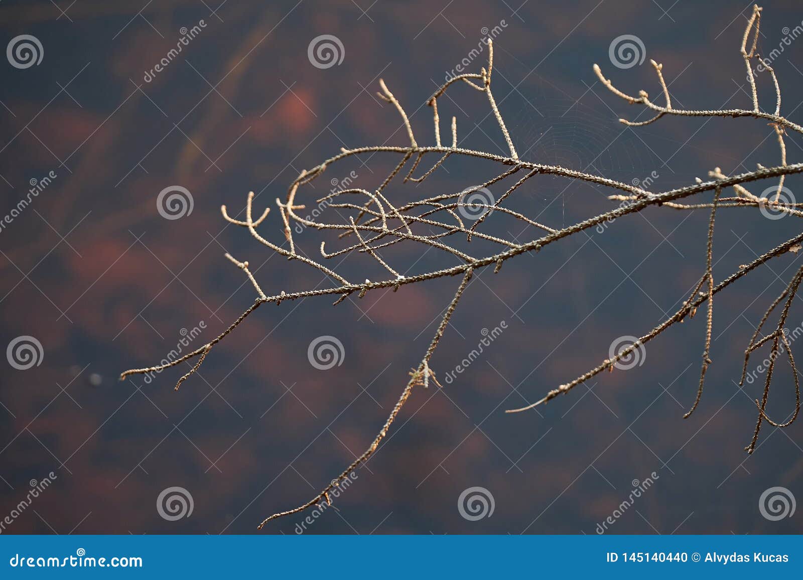 Dry Spruce Branch with Cobweb Stock Photo - Image of evergreen, outside ...