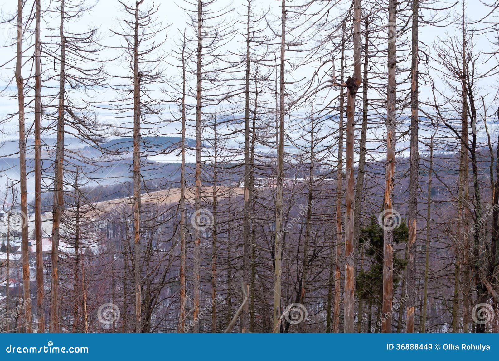 Dry Spruce Trees in Winter Forest Stock Image - Image of nature, dead ...