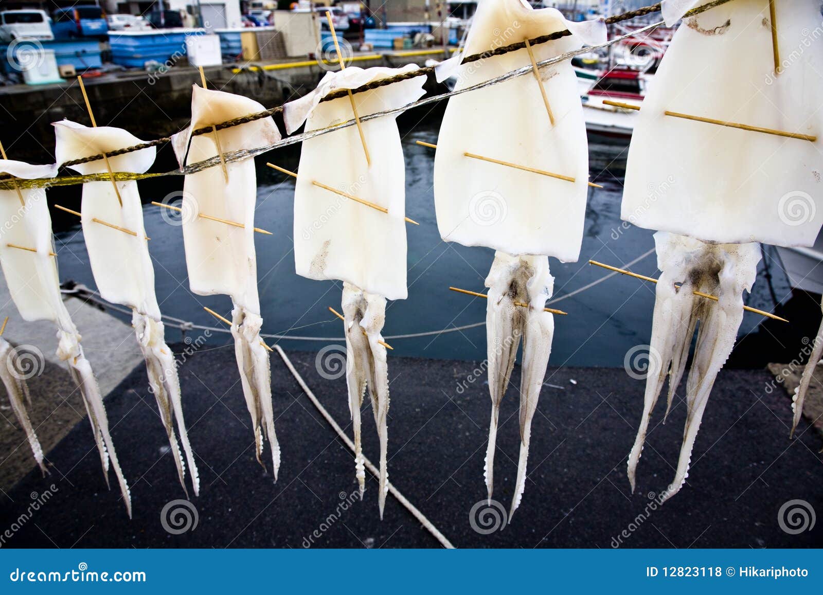 Dry Squid Hanging in a Port Stock Photo - Image of fresh, oriental ...