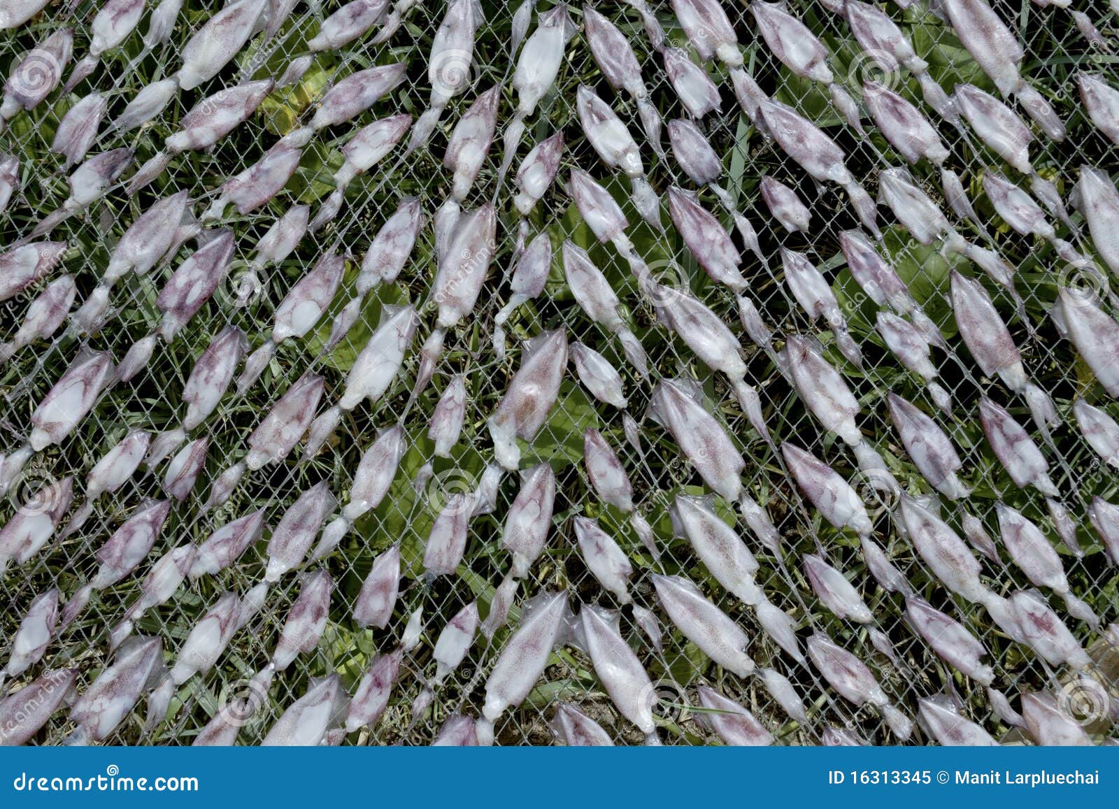 Dry Squid texture. stock image. Image of invertebrate - 16313345