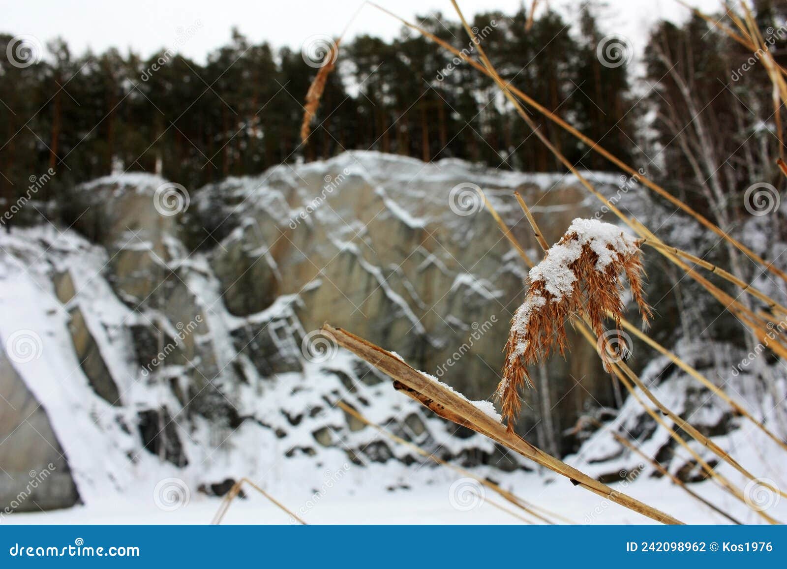Dry Grass Stalks in the Snow Stock Photo - Image of banks, birch: 242098962