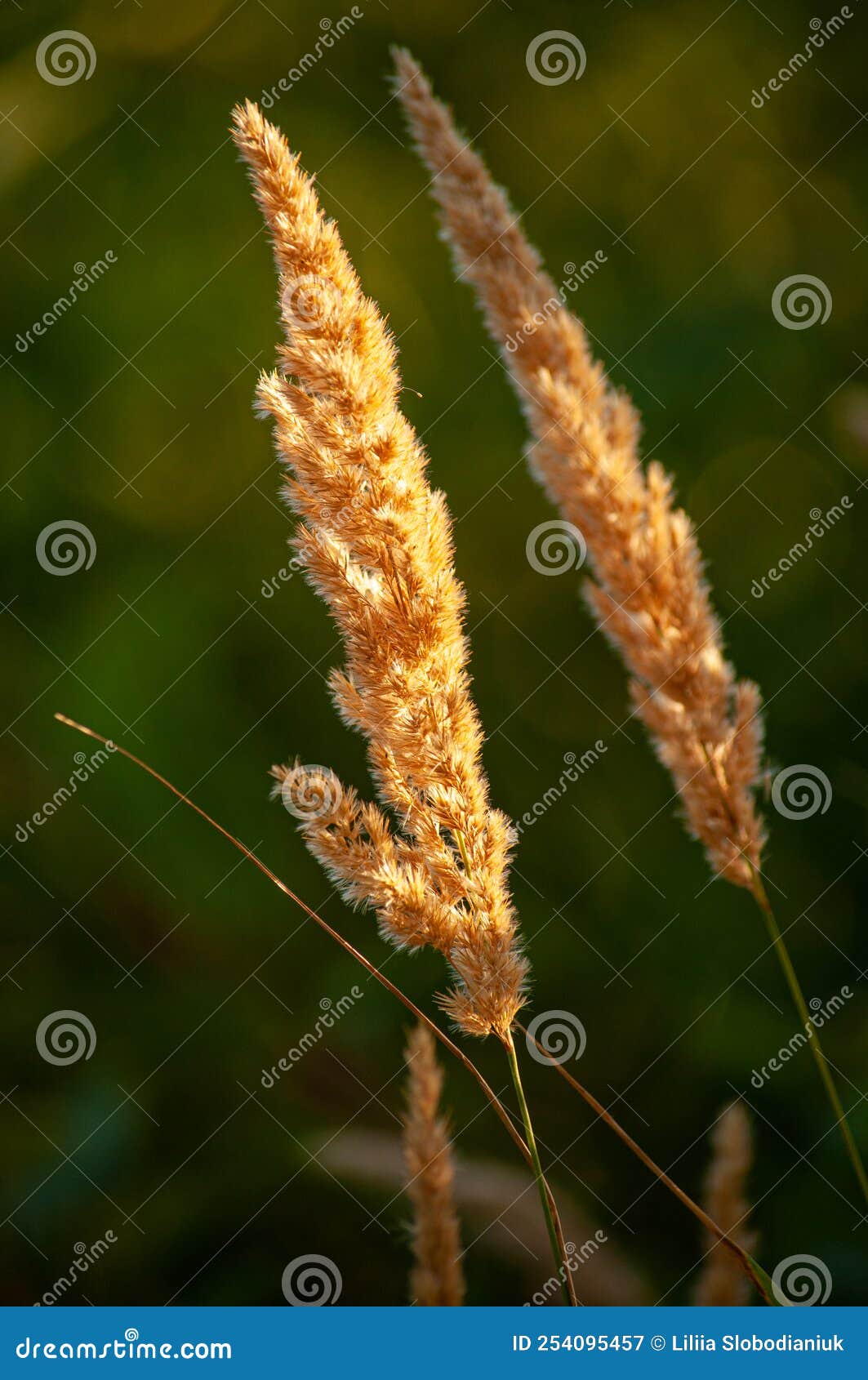Dry stalks of river grass stock image. Image of stalks - 254095457
