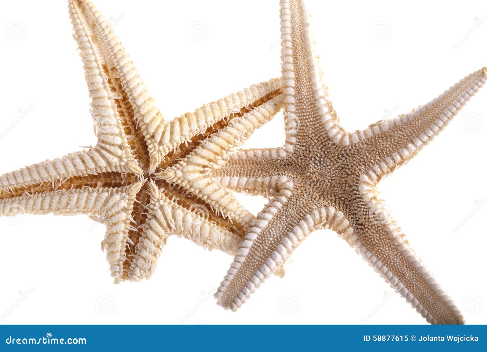 Dry Starfish Isolated on White Background Stock Image - Image of ...