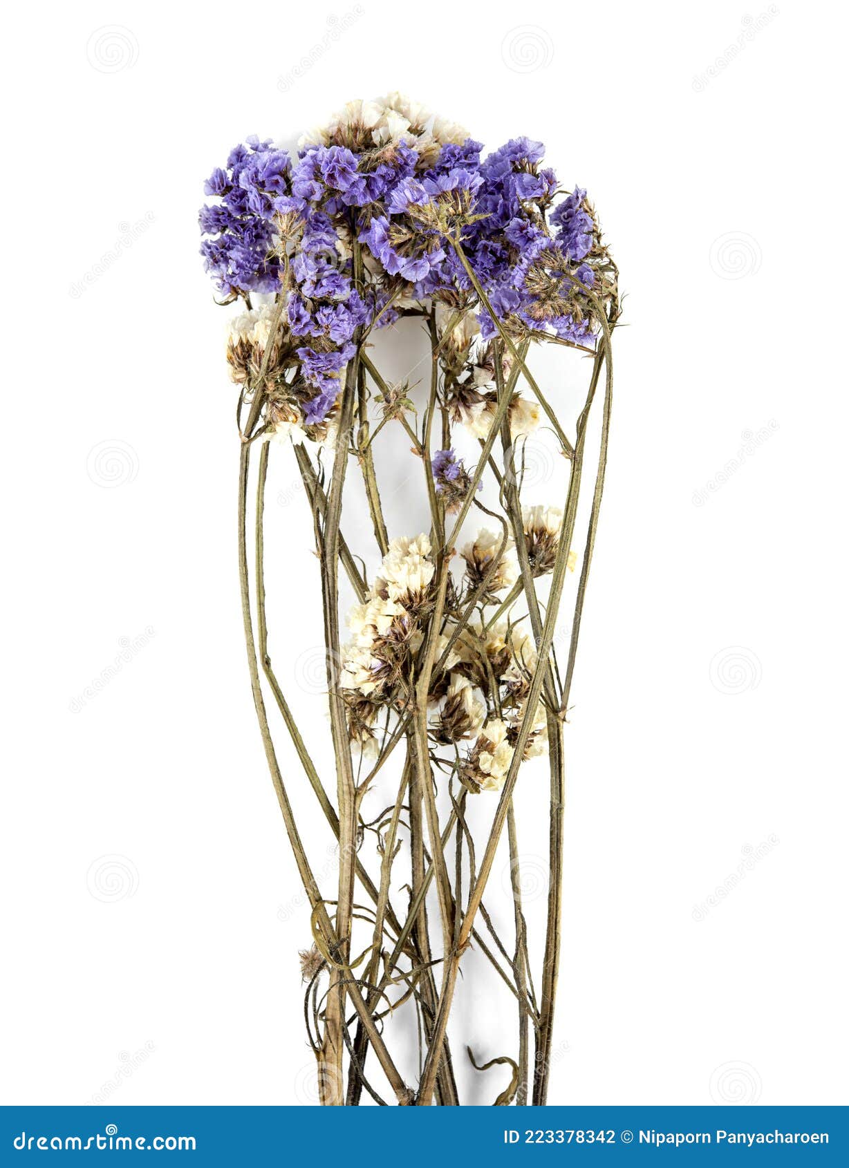 Dry Statice Flower Isolated on White Background Stock Photo - Image of ...