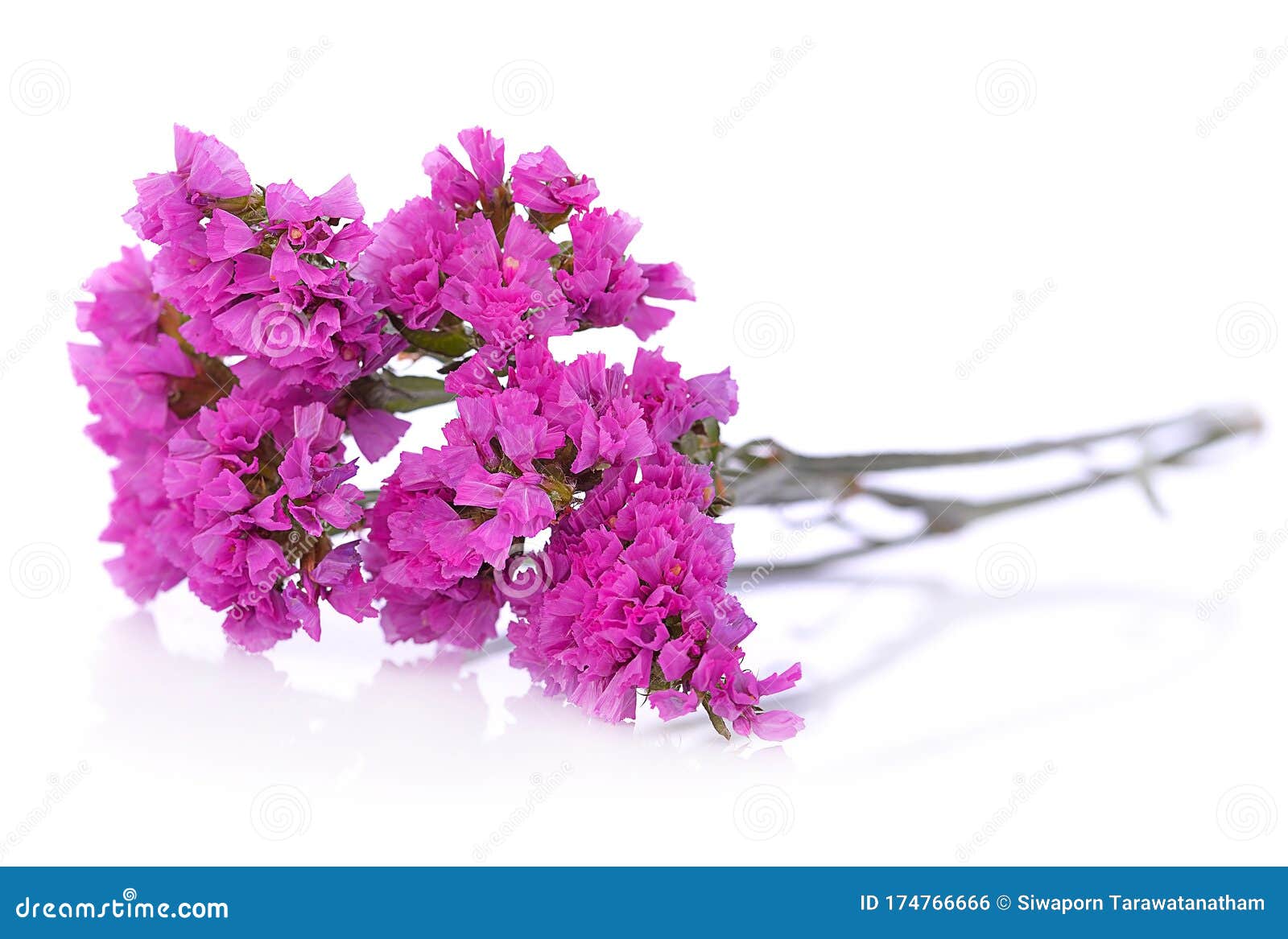 Dry Statice Flower on White Background Stock Photo - Image of blue ...