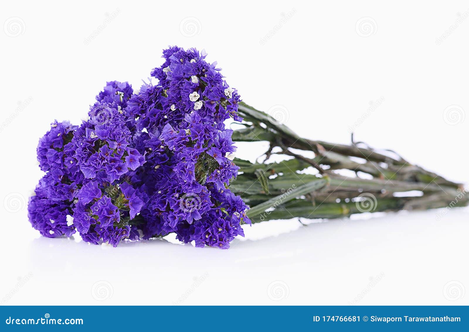 Dry Statice Flower on White Background Stock Image - Image of blue ...