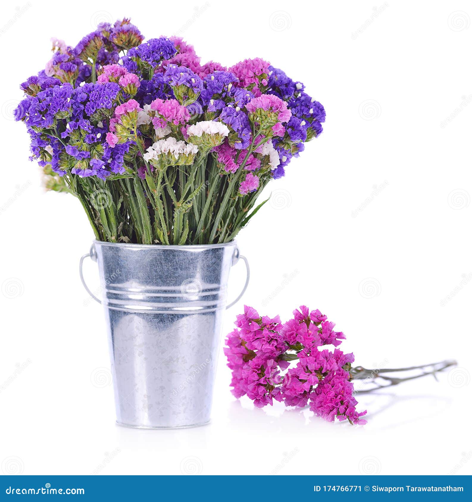 Dry Statice Flower on White Background Stock Image - Image of green ...