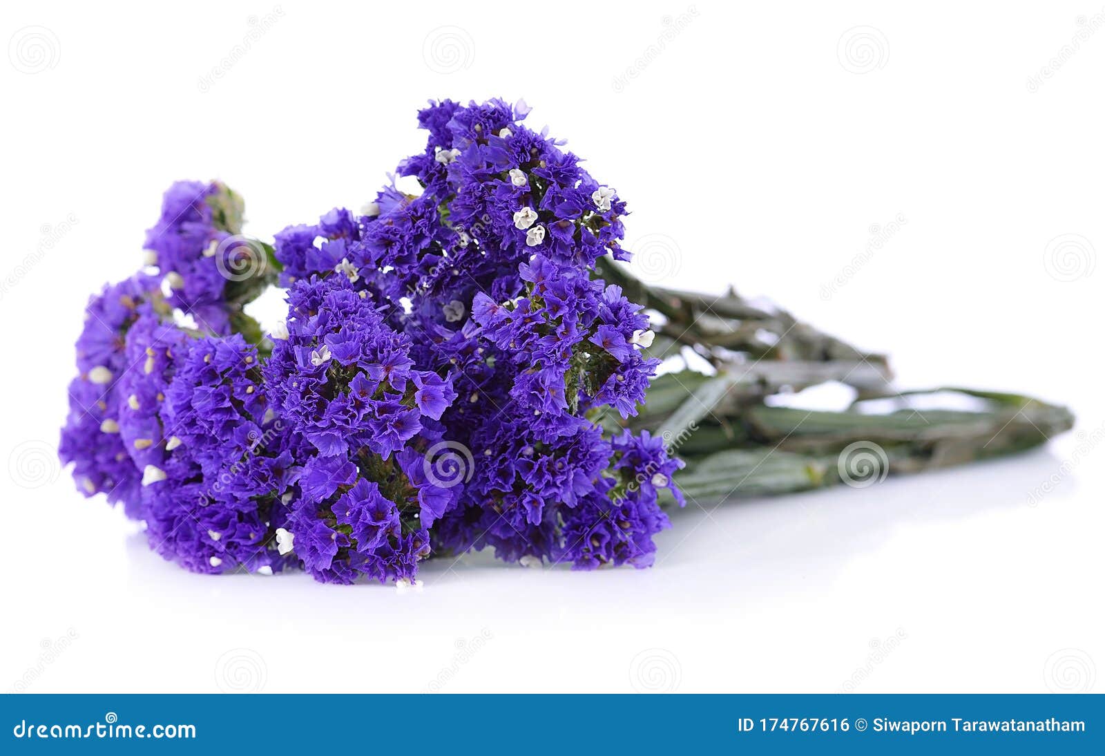 Dry Statice Flower on White Background Stock Photo - Image of cord ...