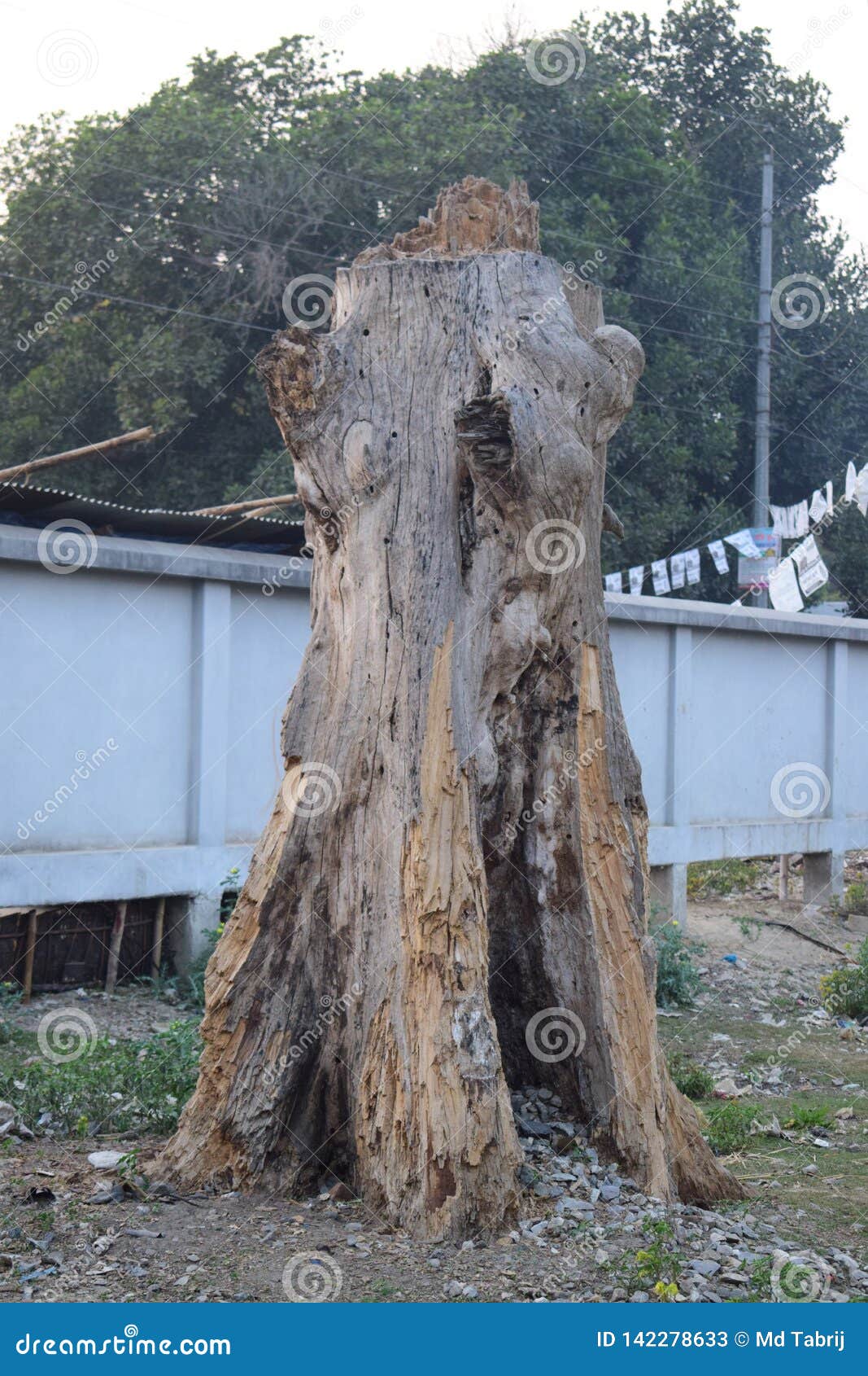 Dry stem of a big tree stock image. Image of stem, deforestation ...