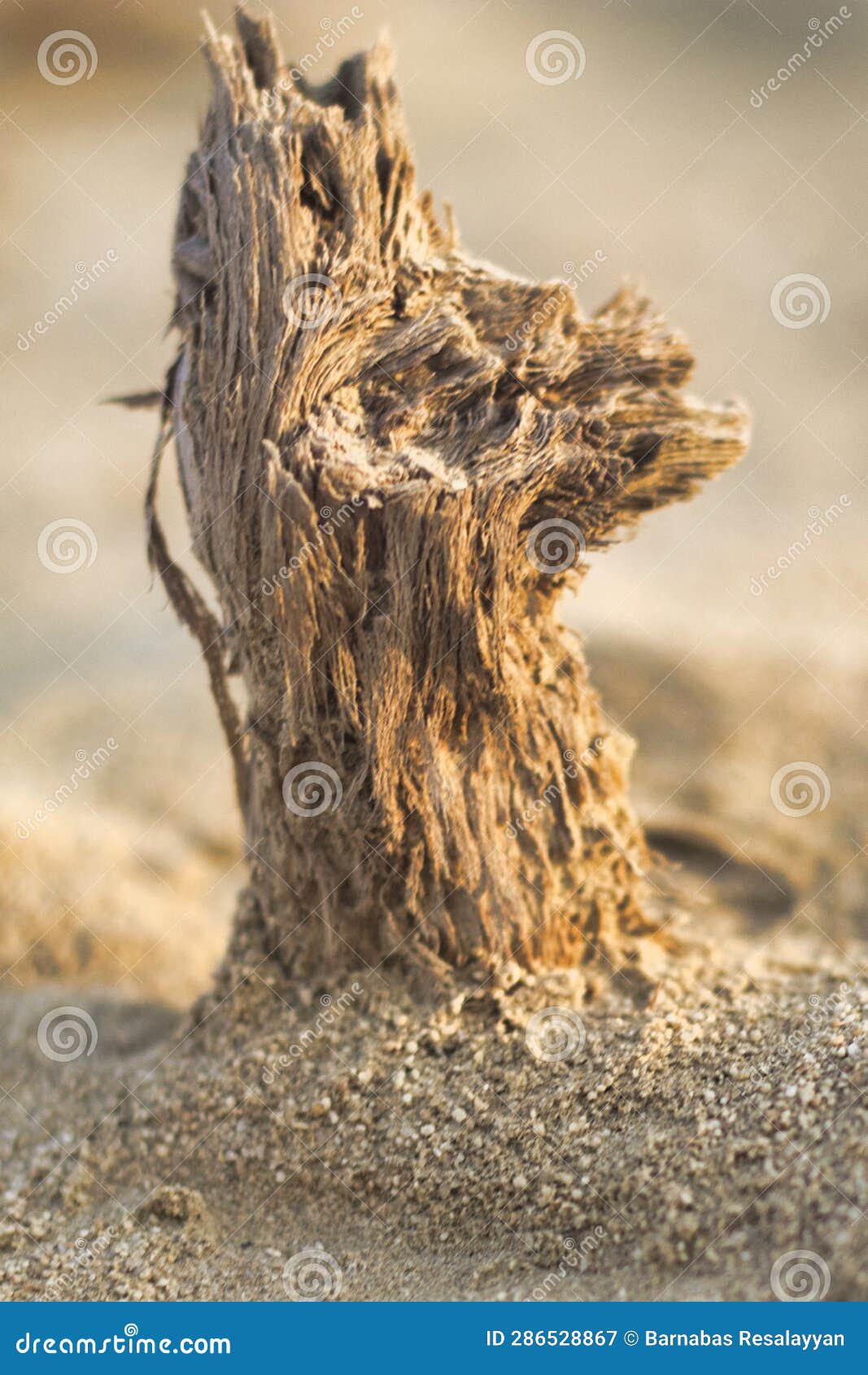 Dry Stem in the Ground , Desert Stock Image - Image of flower, nature ...