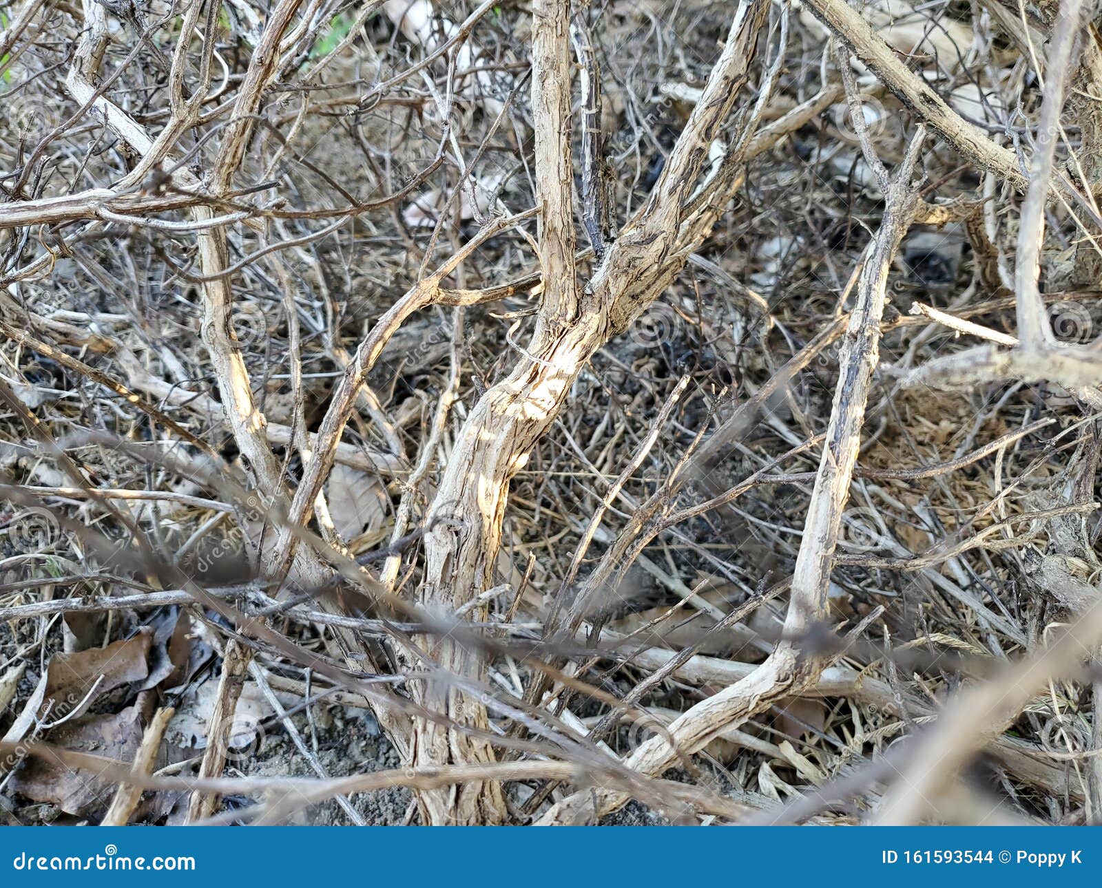 The Dry Stems from the Fire Burned. Stock Photo - Image of stem ...
