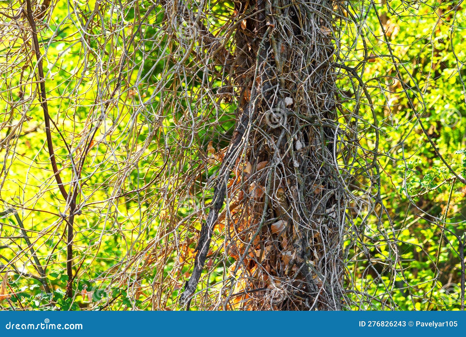 Dry Stems of Ivy on the Trunk of a Tree Stock Image - Image of wood ...