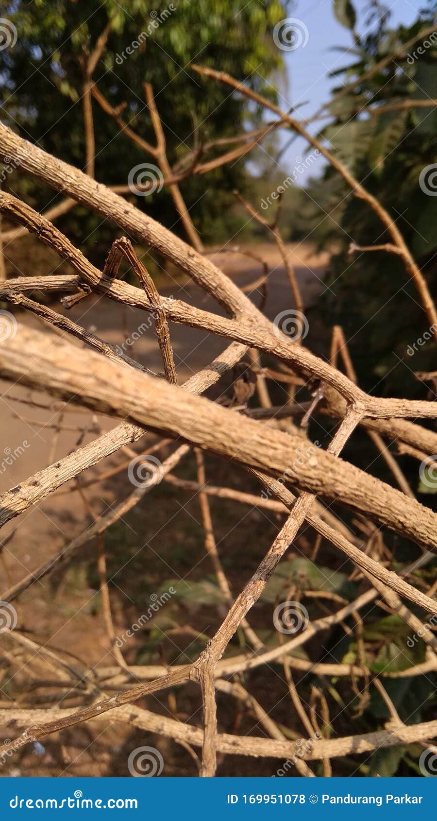 The Dry Stems of Tree with Complicated Shape Stock Photo - Image of ...