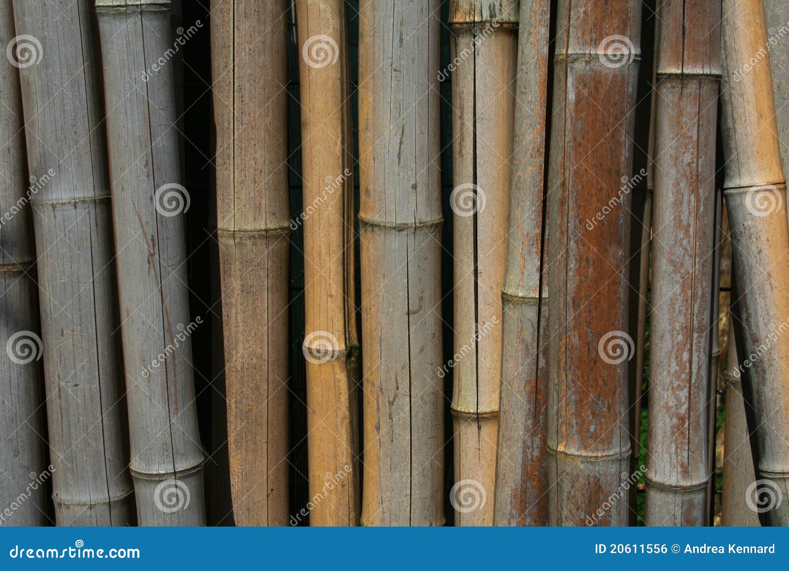Dry sticks of bamboo stock photo. Image of line, japan - 20611556