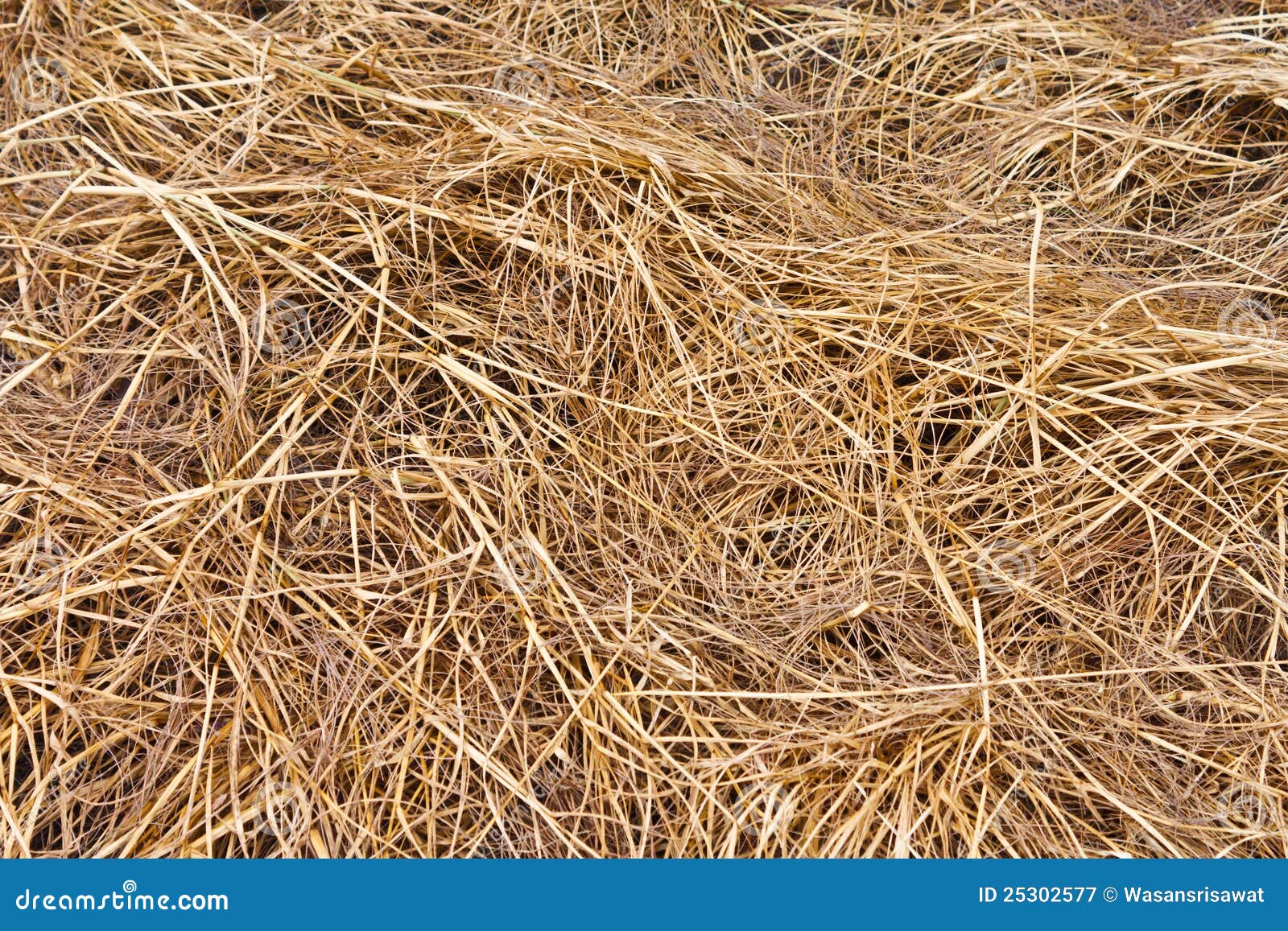 Dry straw stock image. Image of brown, sprout, background - 25302577