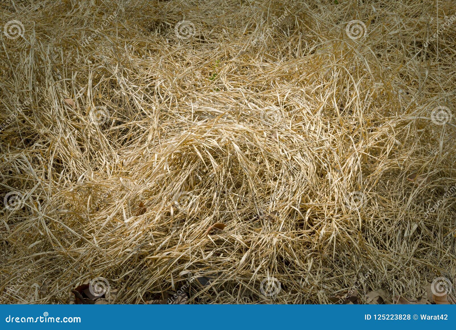 Dry straw background stock photo. Image of pattern, rural - 125223828