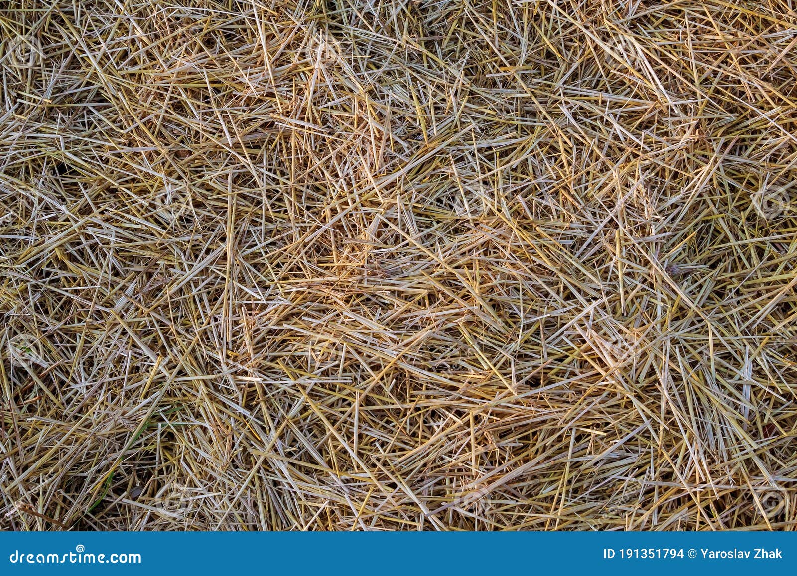 Dry Straw. Background or Texture for Disigne Stock Photo - Image of ...