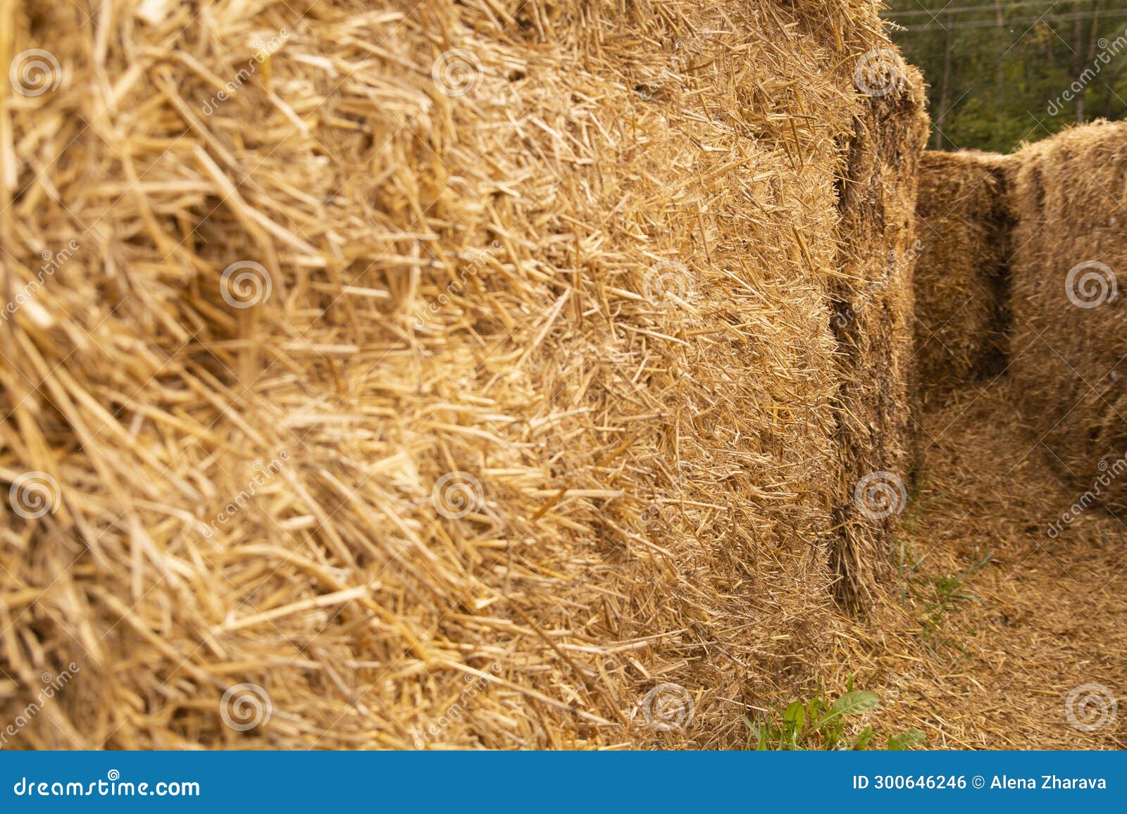 Dry Straw on the Farm. Animal Feed in Winter Stock Photo - Image of ...