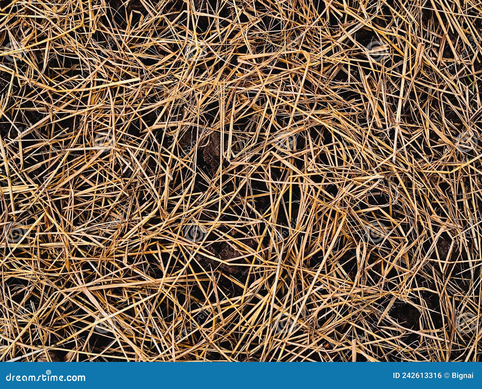 Dry Straw on the Fertilizer Soil Prepare for Planting. Stock Photo ...