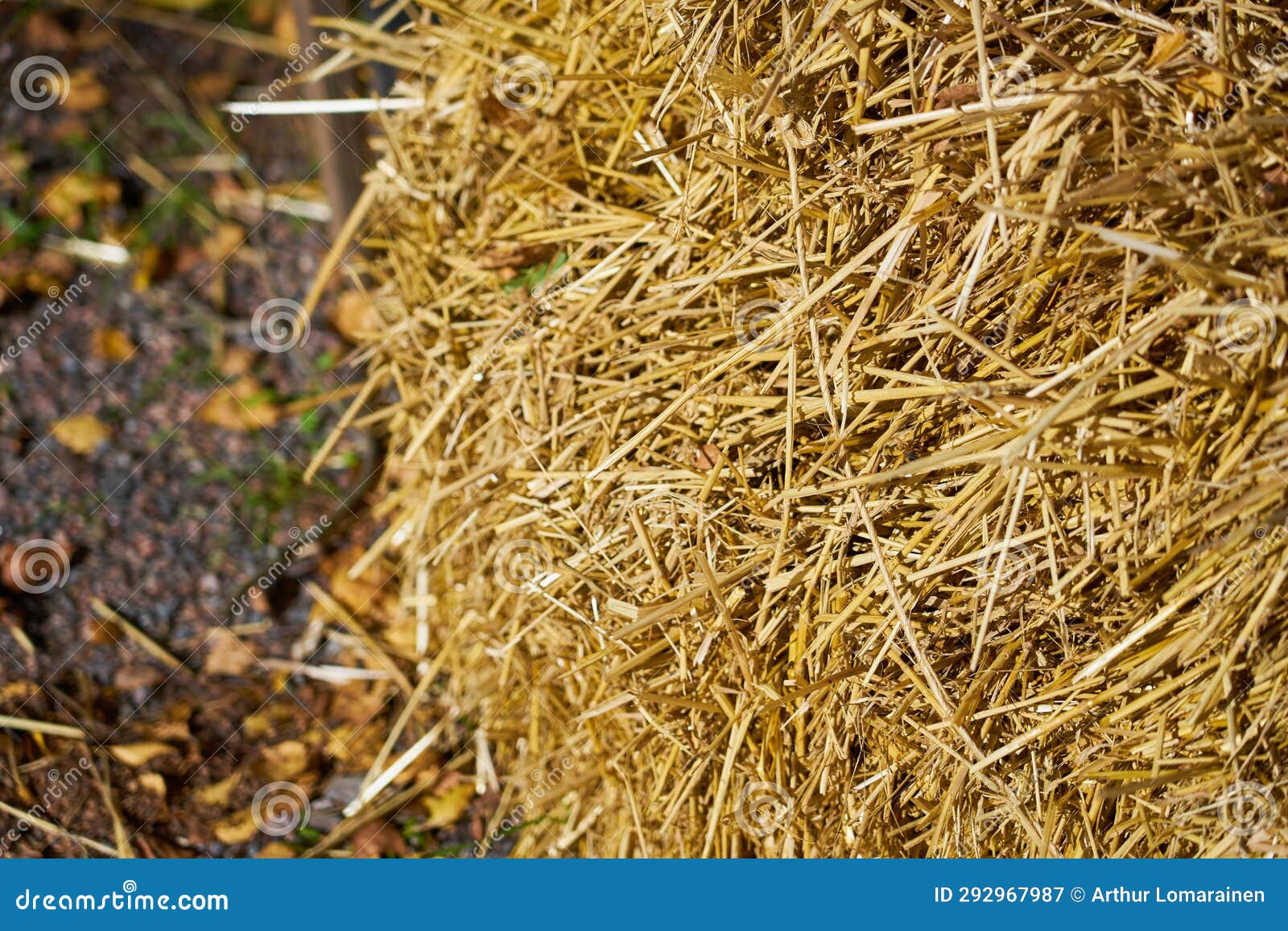 Dry Straw on the Ground As a Background. Stock Image - Image of ...