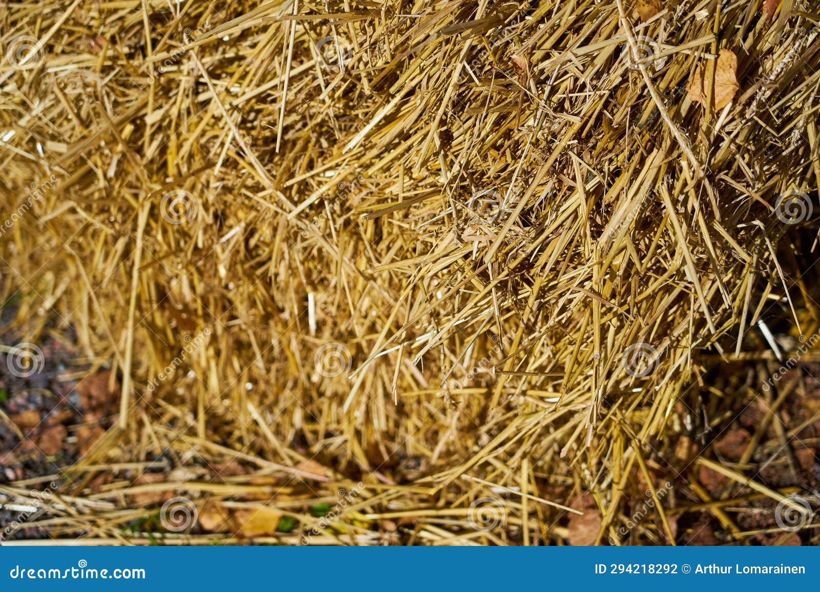 Dry Straw on the Ground As a Background. Stock Photo - Image of wheat ...