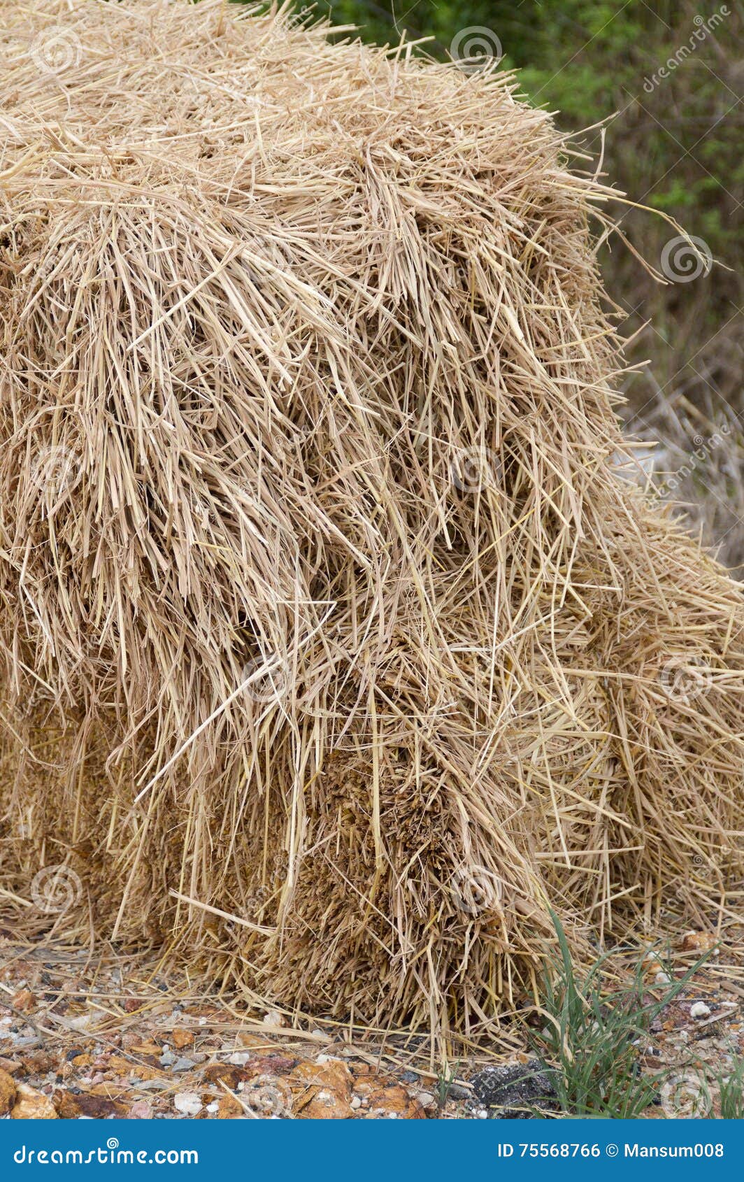 Dry straw on the ground stock photo. Image of mulching - 75568766