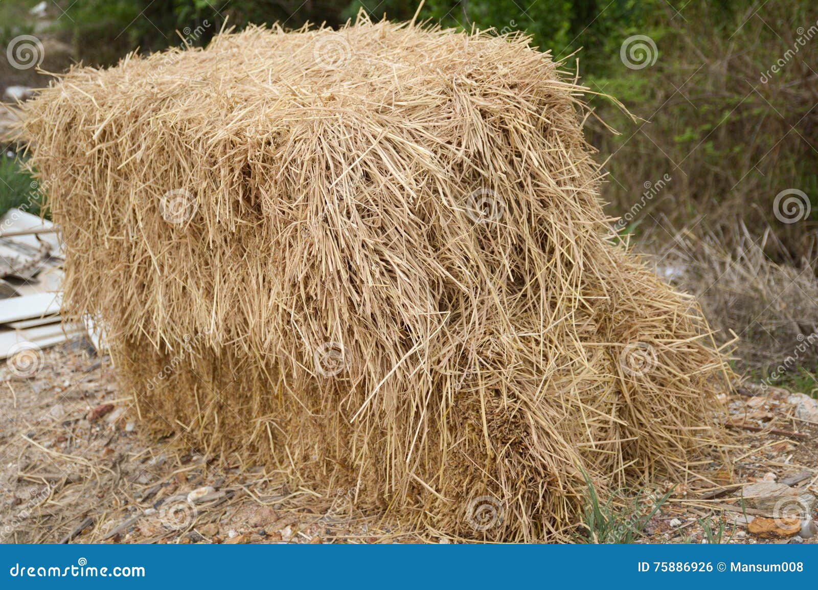 Dry straw on the ground stock photo. Image of sticks - 75886926