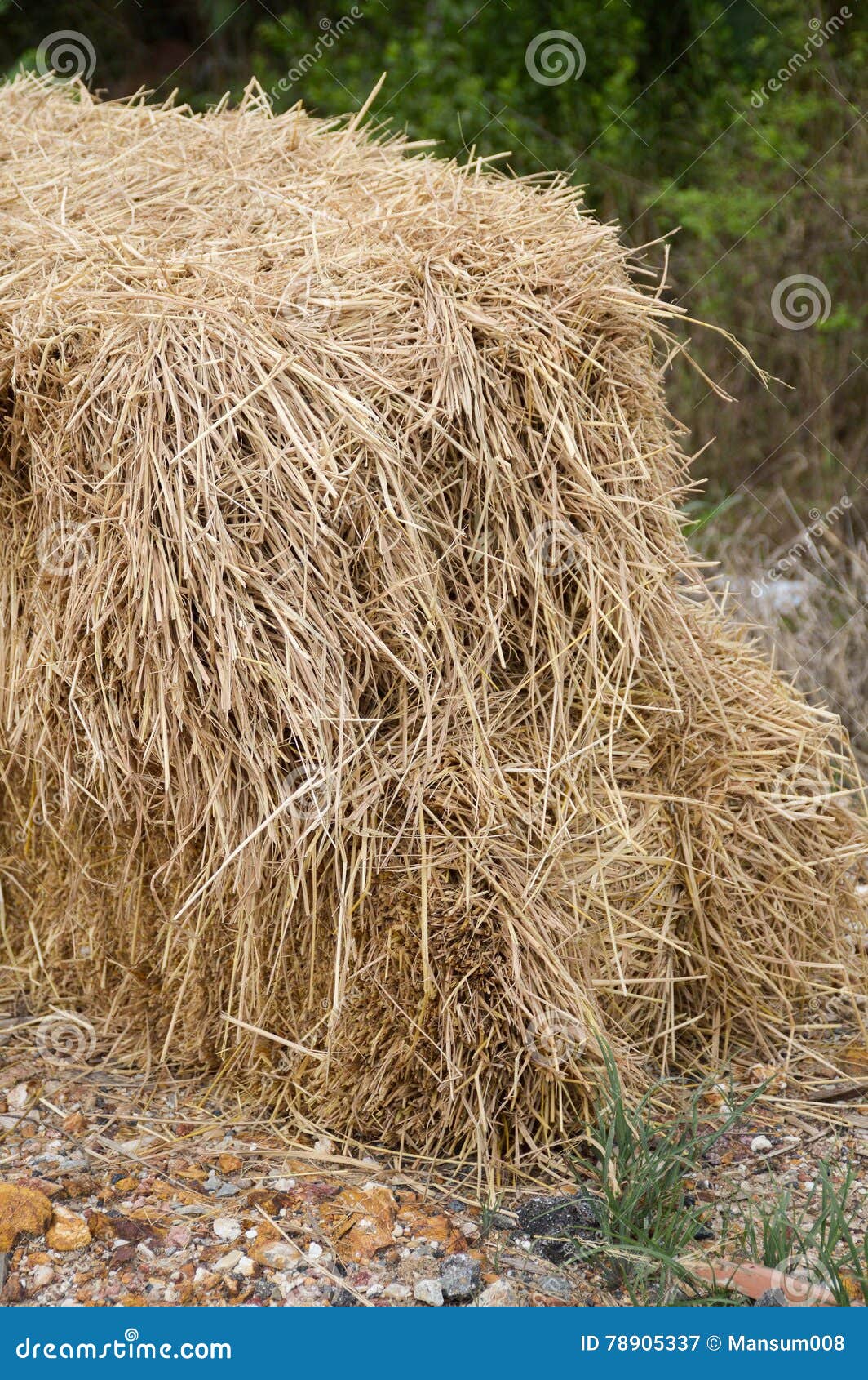 Dry straw on the ground stock image. Image of summer - 78905337