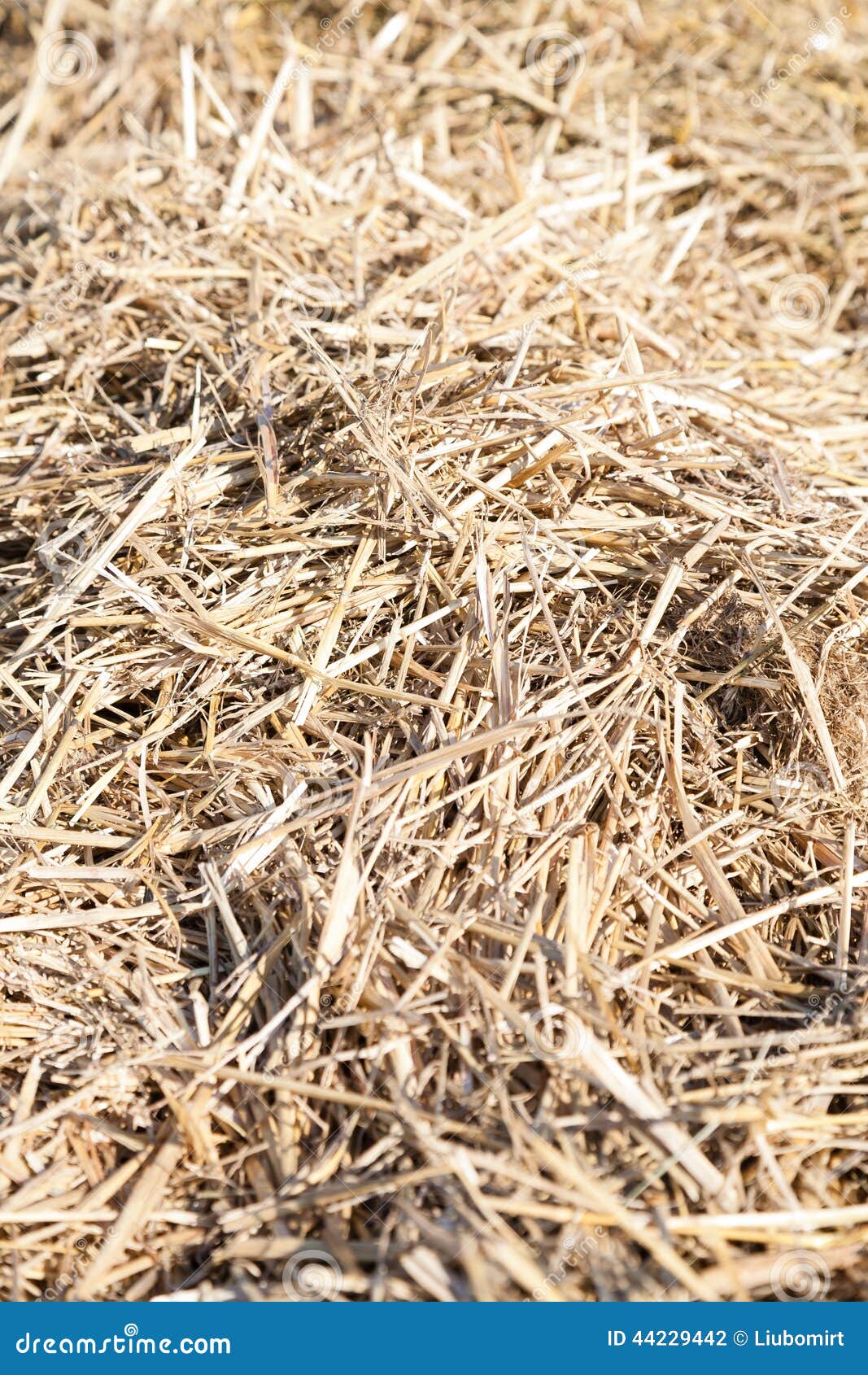 Dry straw haystack stock photo. Image of crop, macro - 44229442
