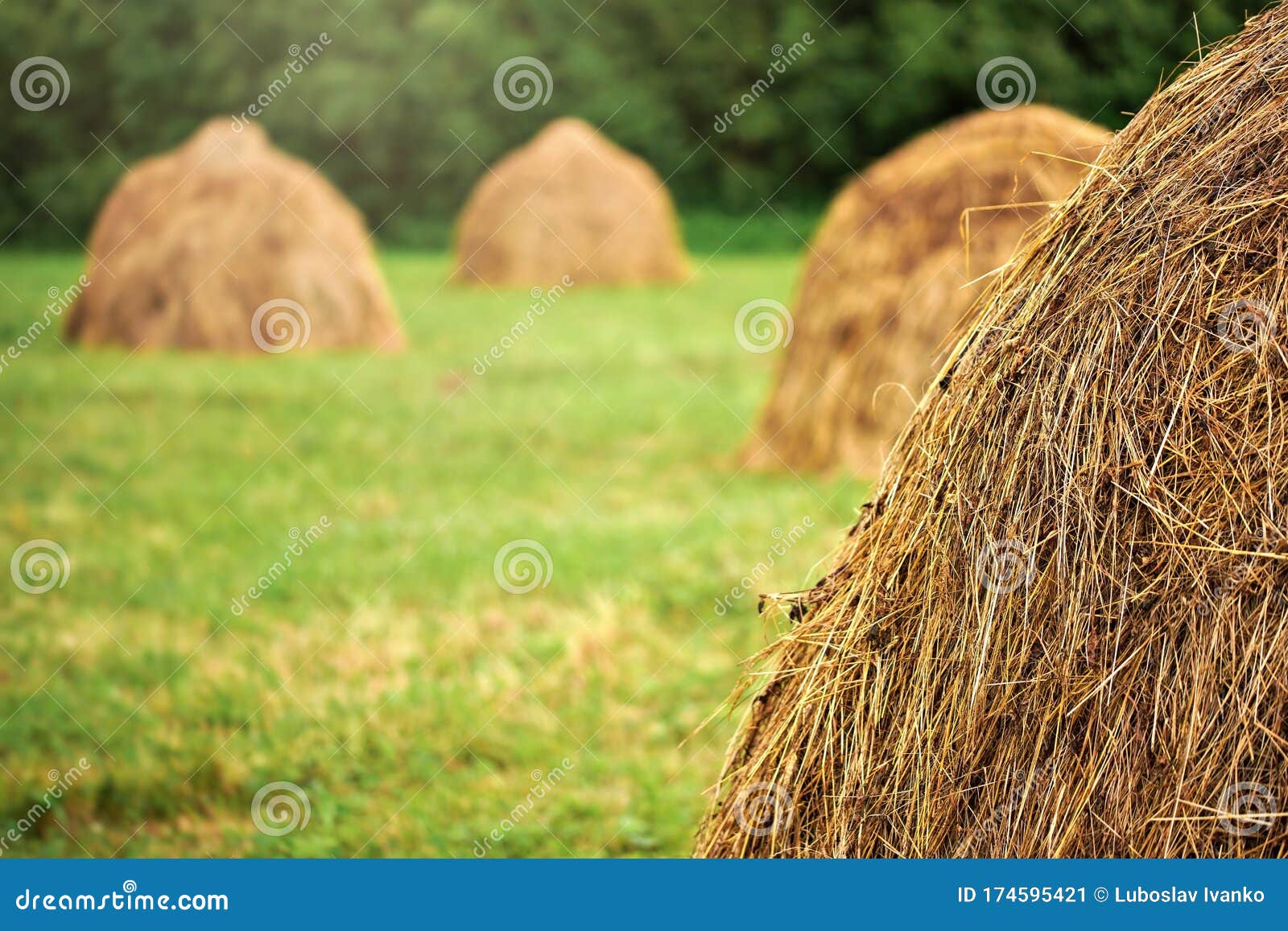 Dry Straw Haystacks on a Green Meadow, Blurred Trees in Background ...