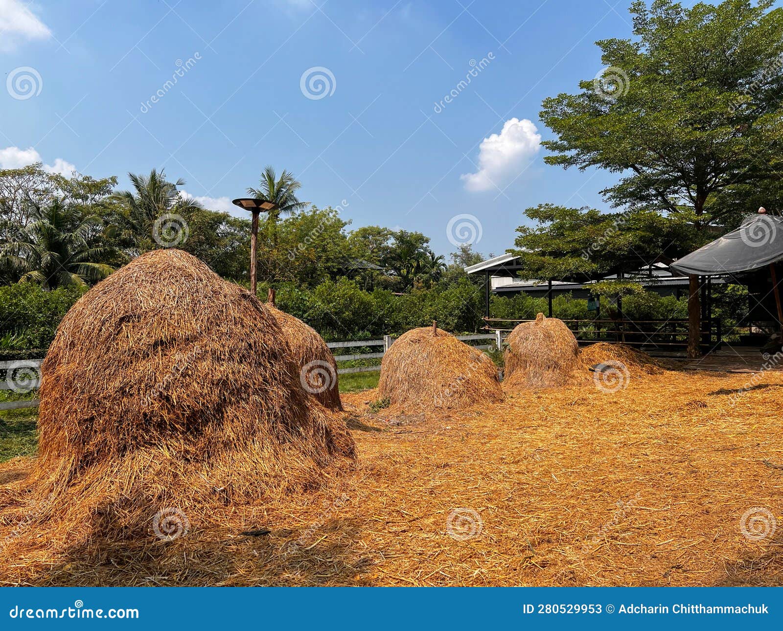 Dry Straw. Heaps of Straw or Rice Straw in the Field Stock Image ...