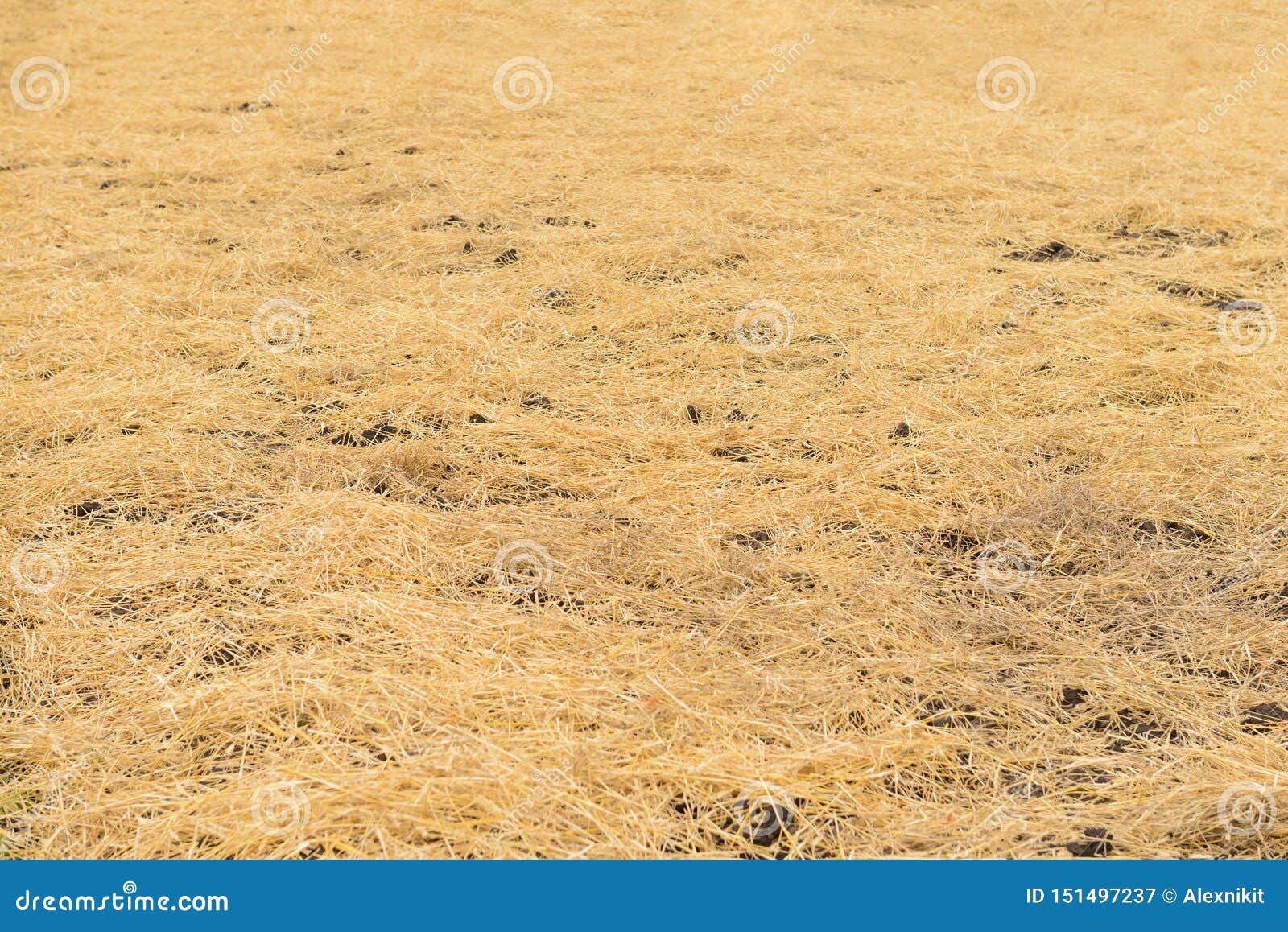 Dry Straw Lies On The Ground Stock Image - Image of background, lies ...